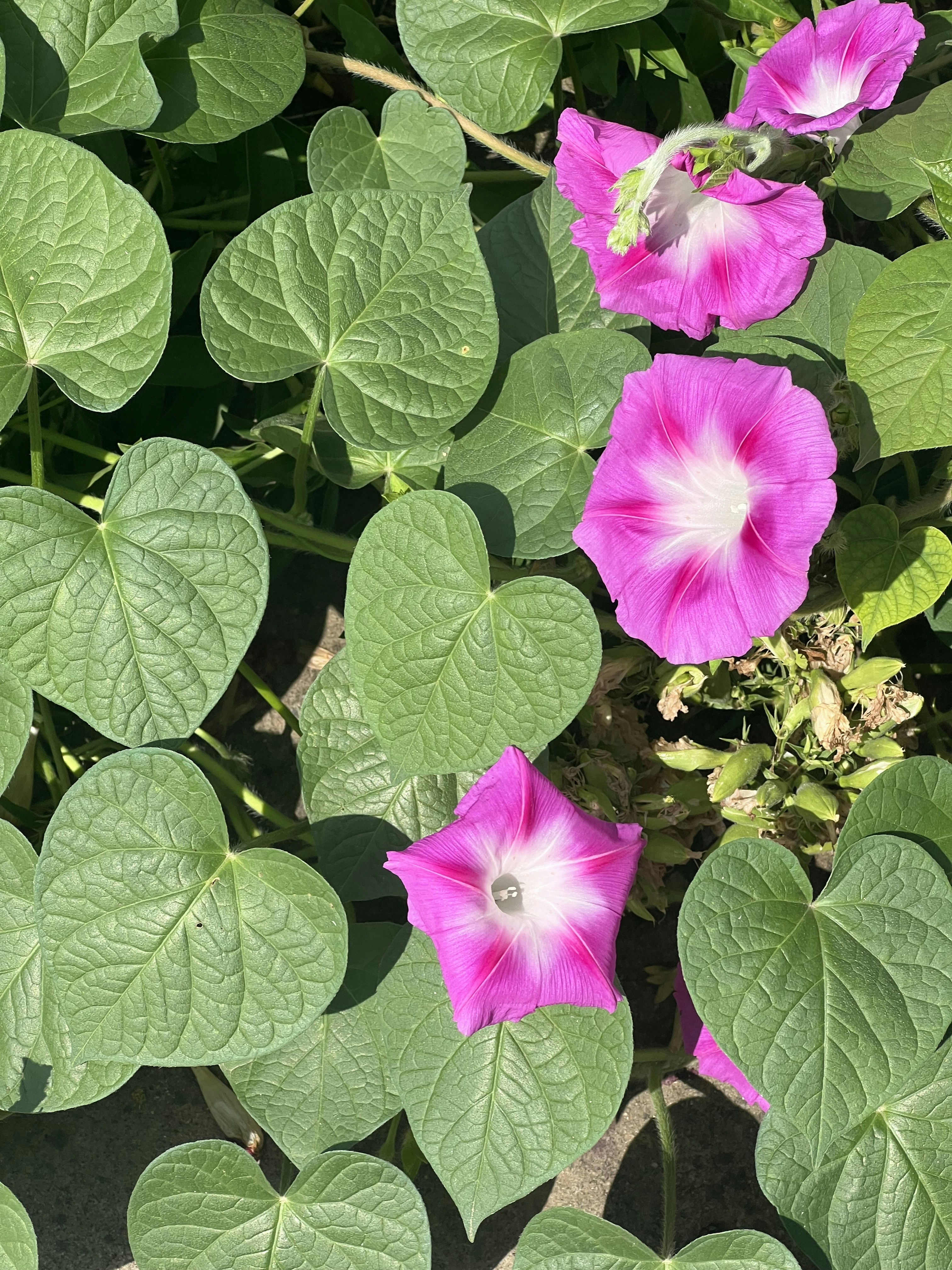 A group of pink flowers surrounded by green leaves