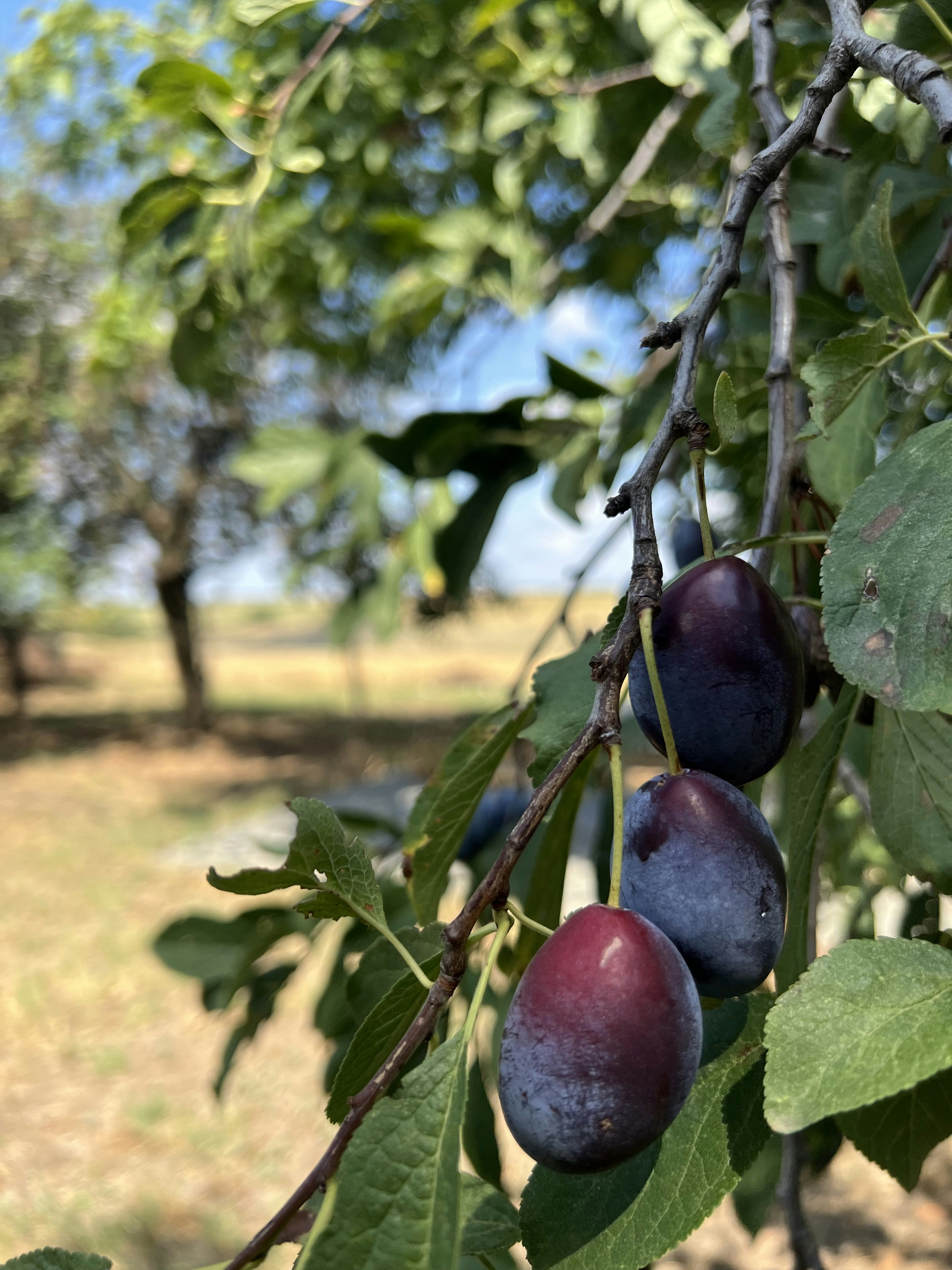 A bunch of plums hanging from a tree photo – Free Plum Image on Unsplash