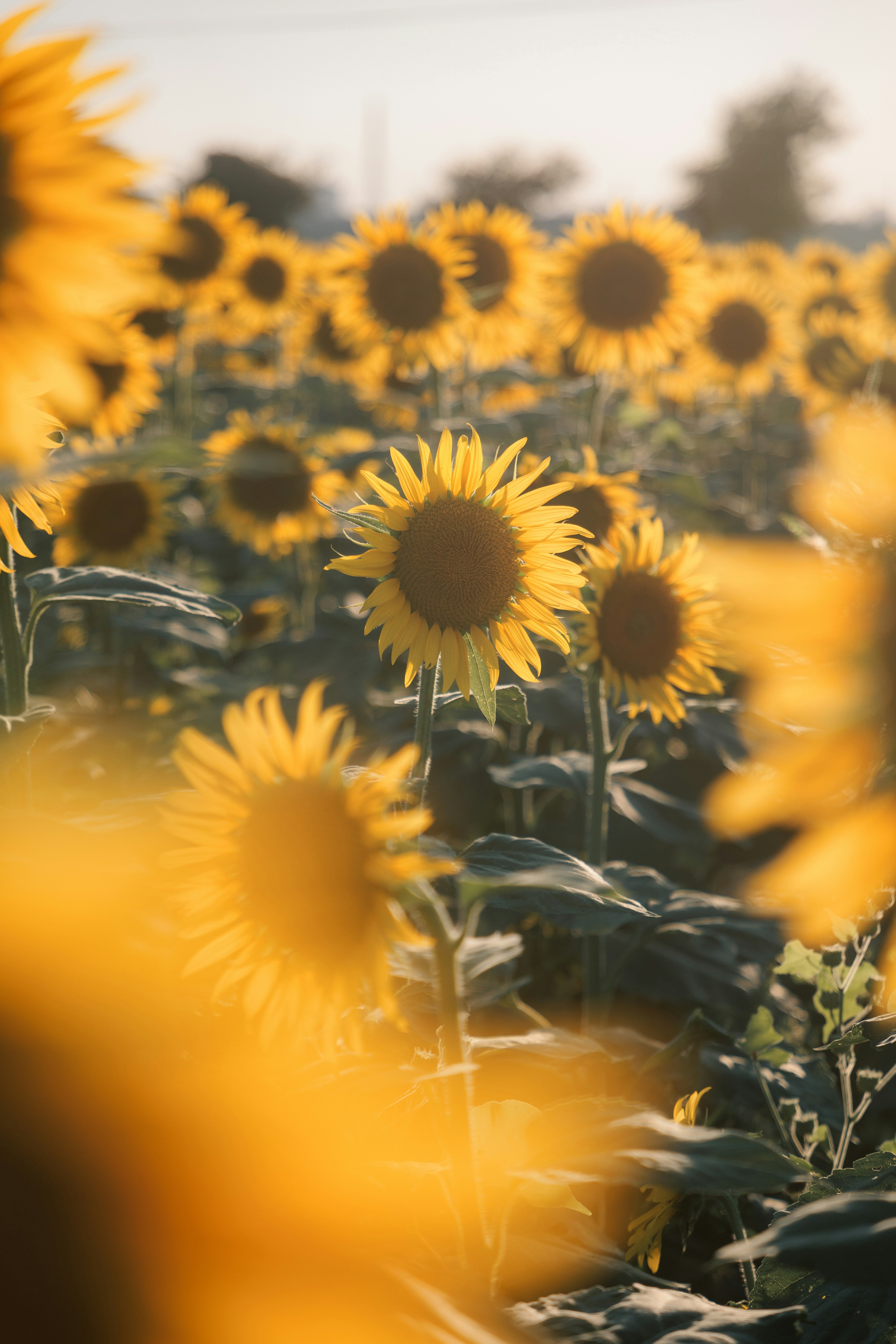 A large field of sunflowers with a sky background photo – Free Flower ...