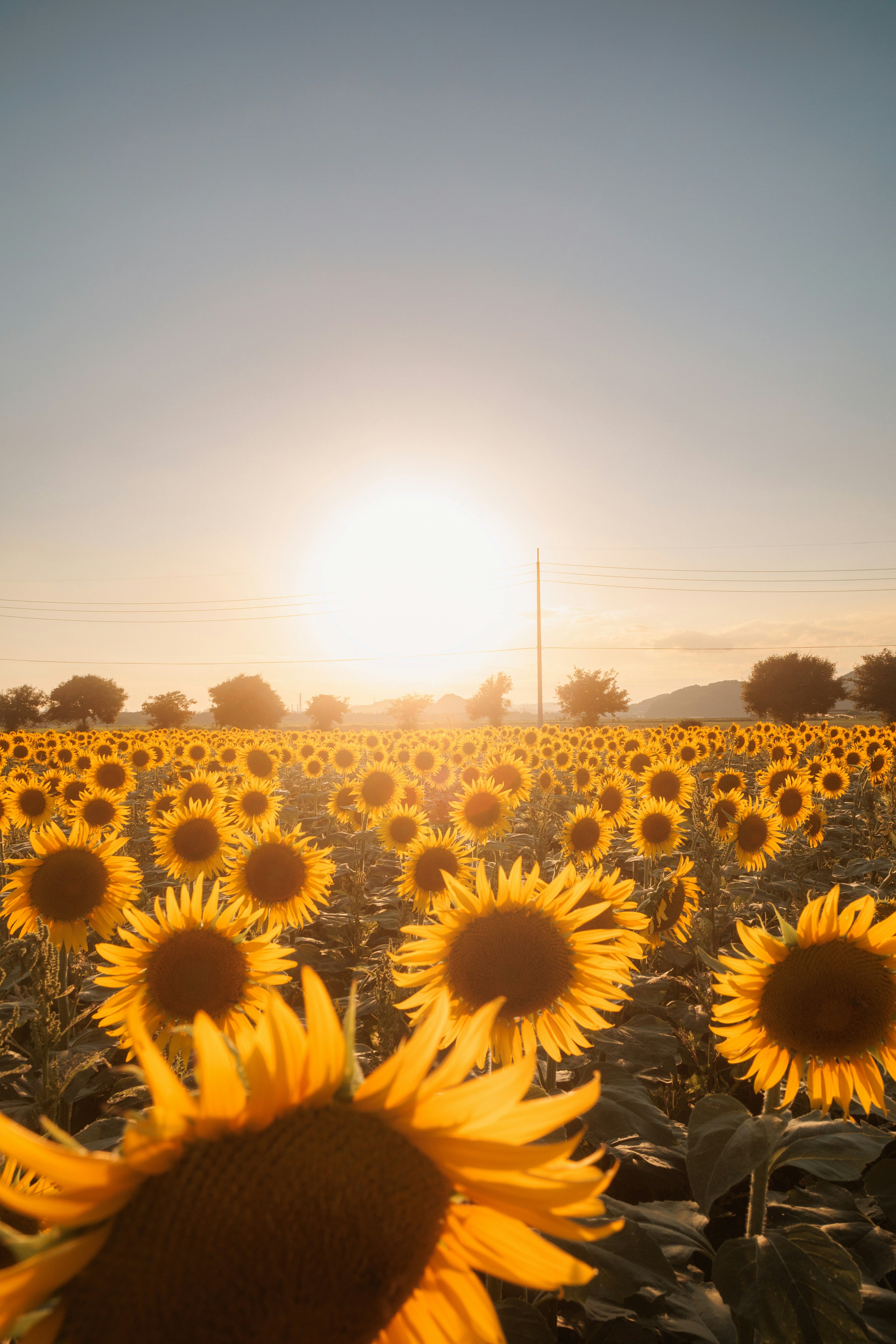 Girasoles Puesta De Sol Tumblr Mujer De Pie Junto Al Campo De