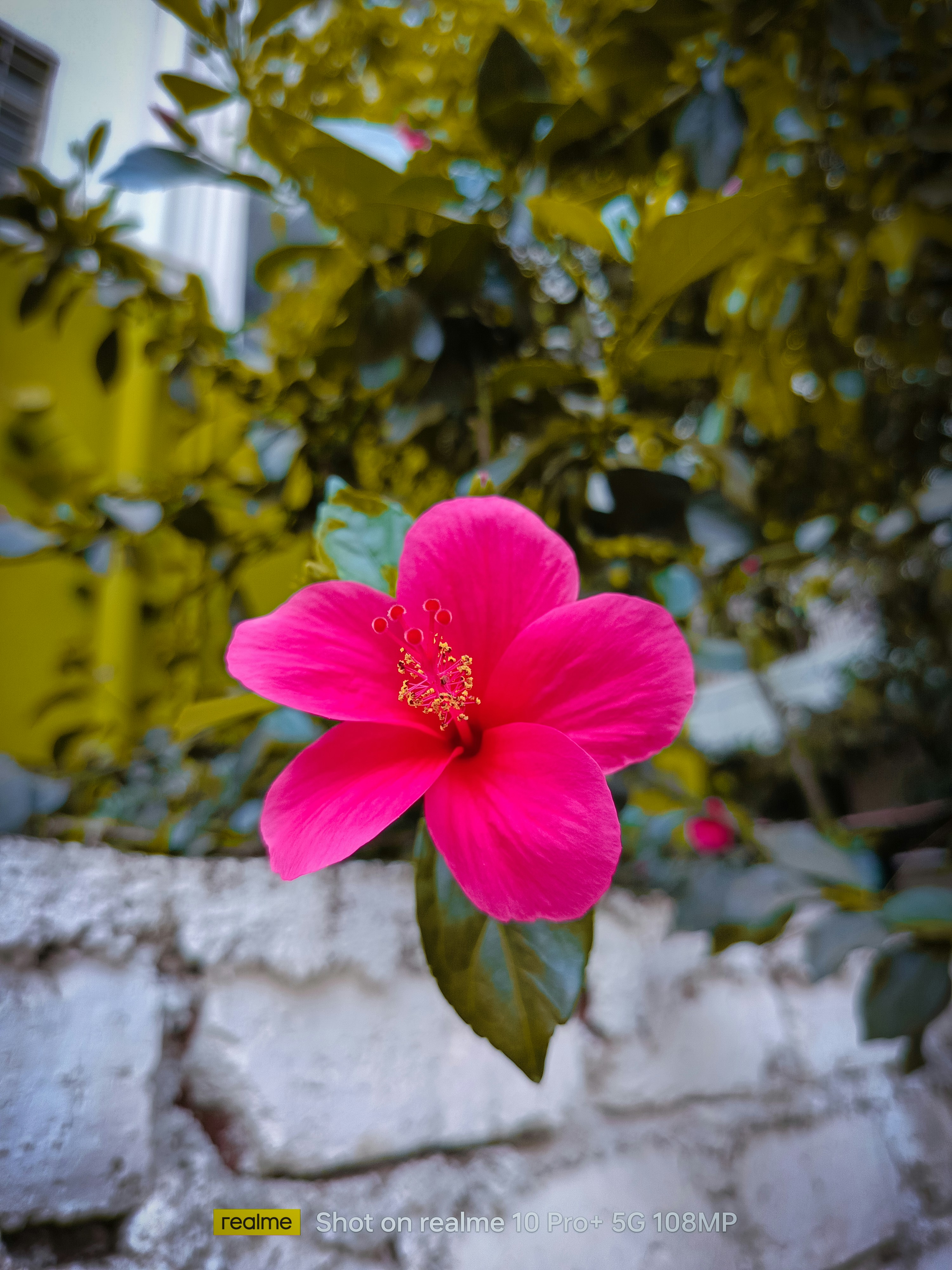 Vivid Pink Hibiscus in Sharp Focus Against a Velvet Garden Bokeh