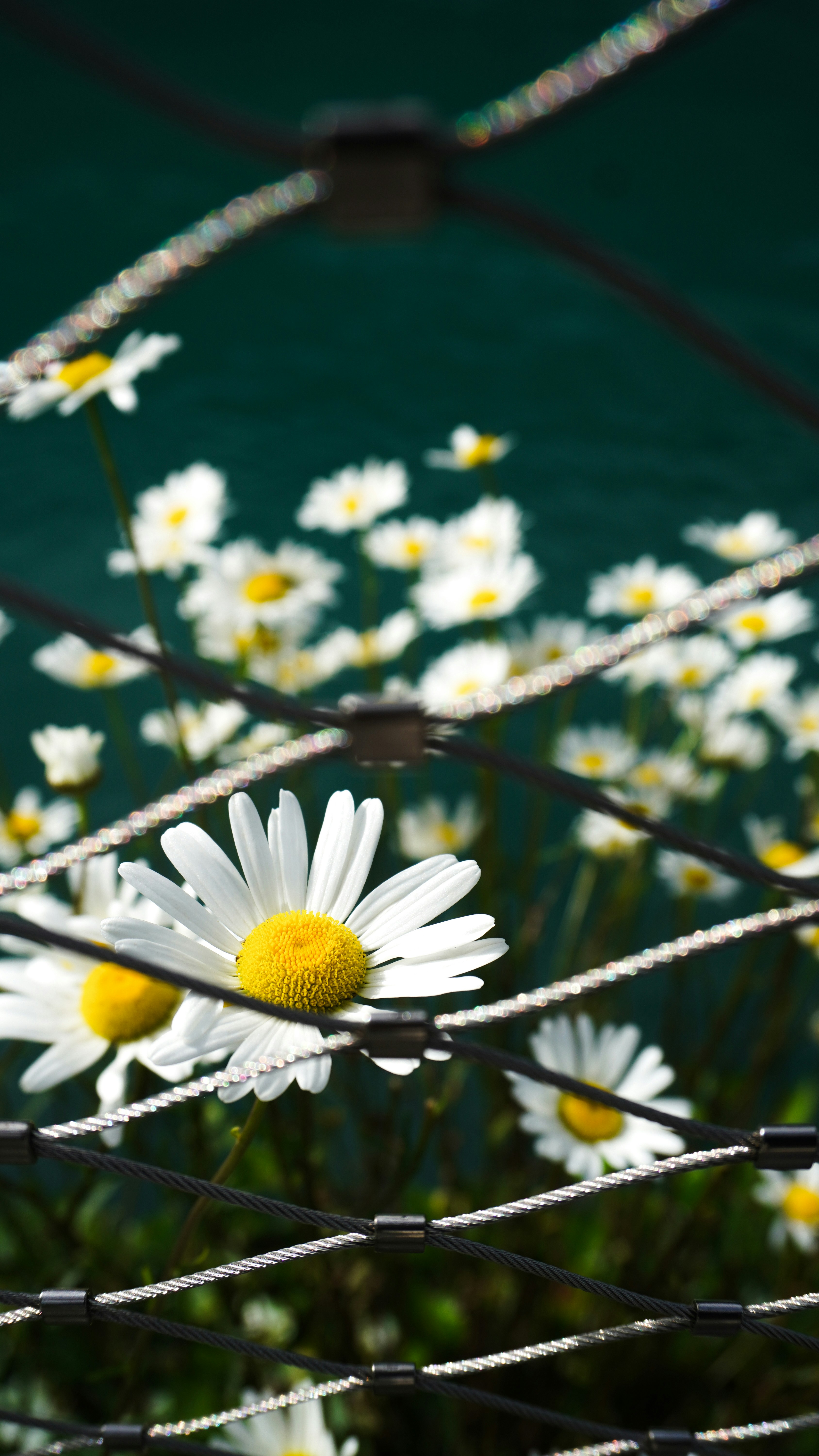 Daisy Intersections: White Blooms Break Through a Web of Cables