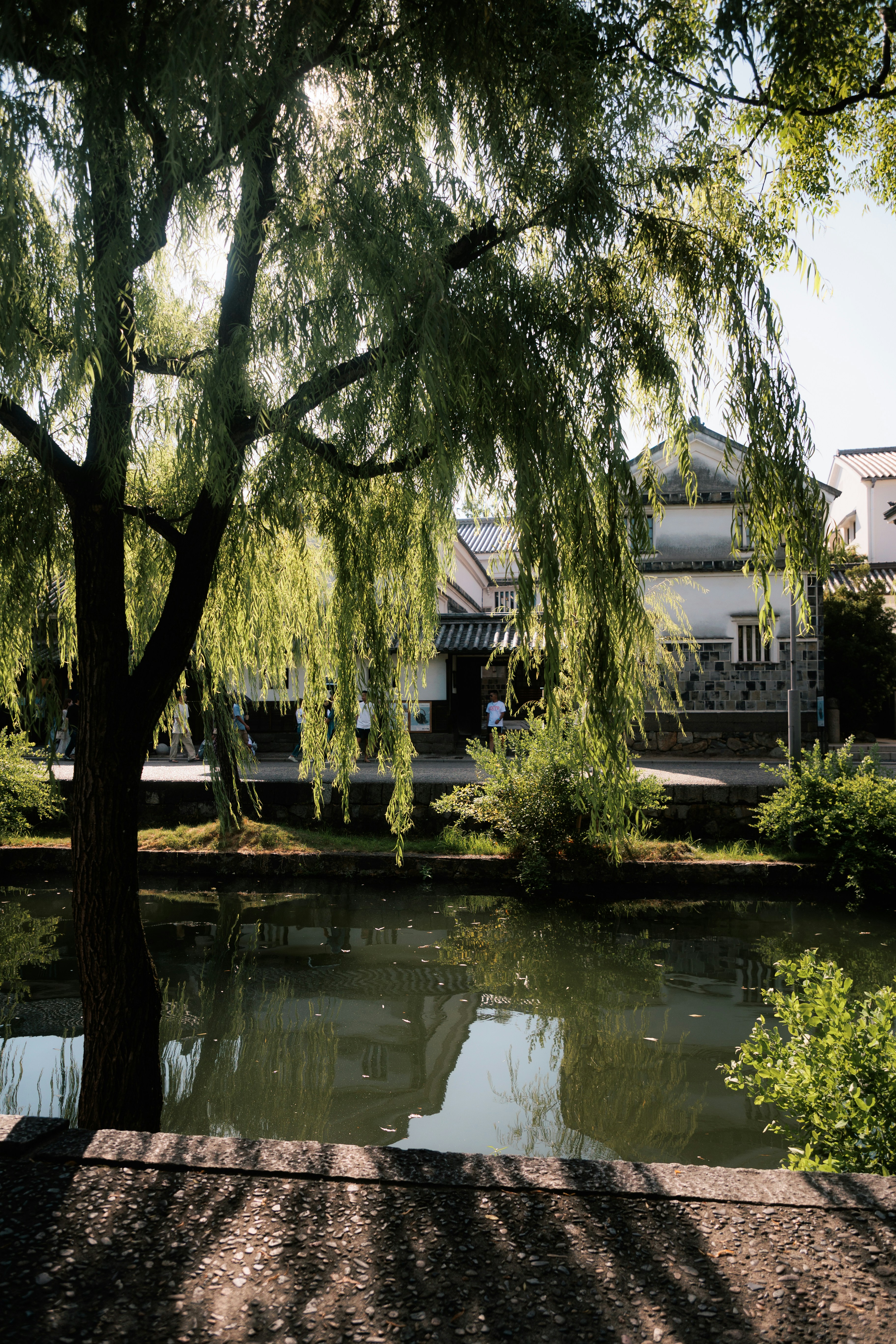A pond in a park surrounded by trees