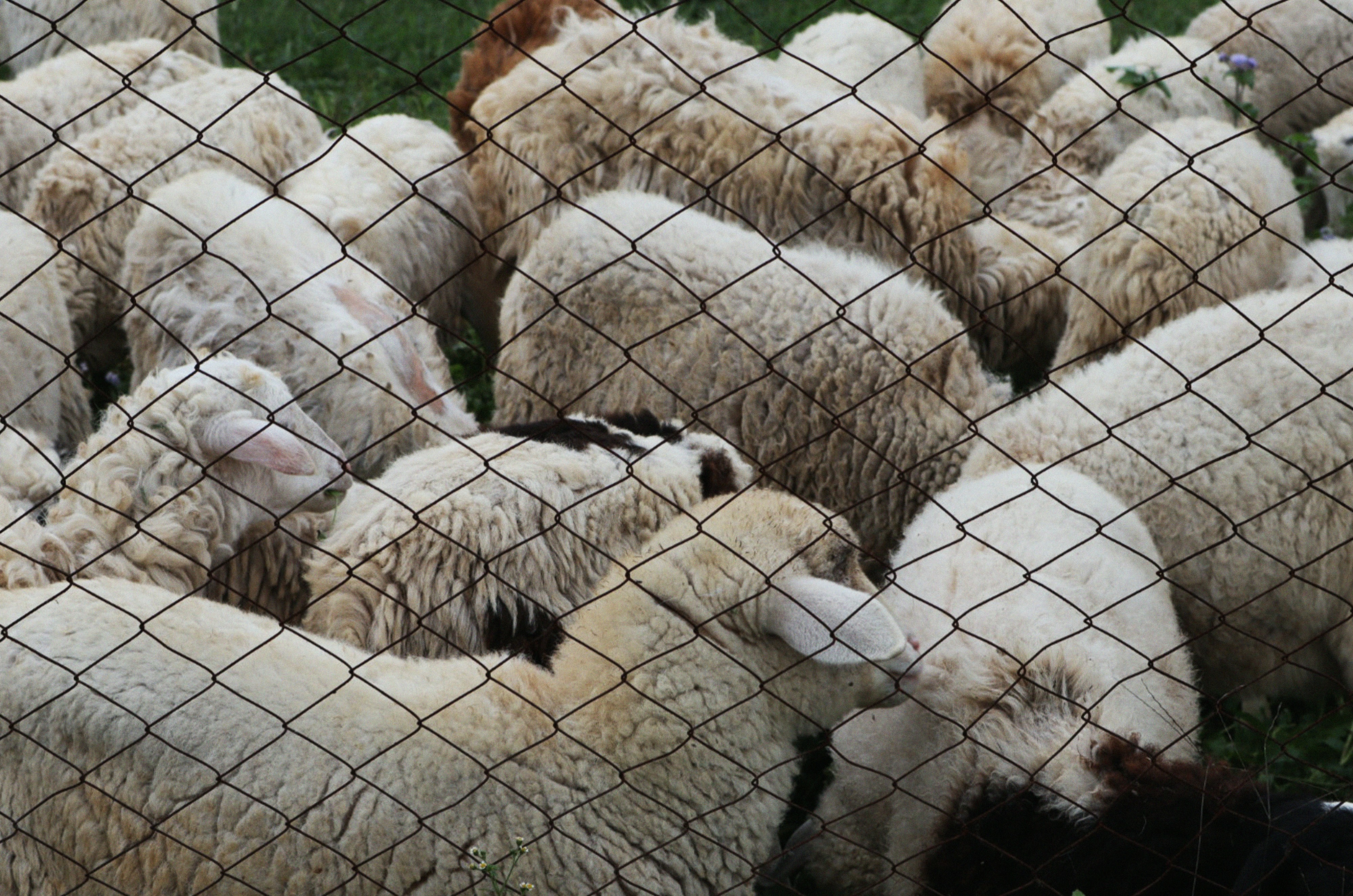 Un rebaño de ovejas de pie una al lado de la otra detrás de una valla ...