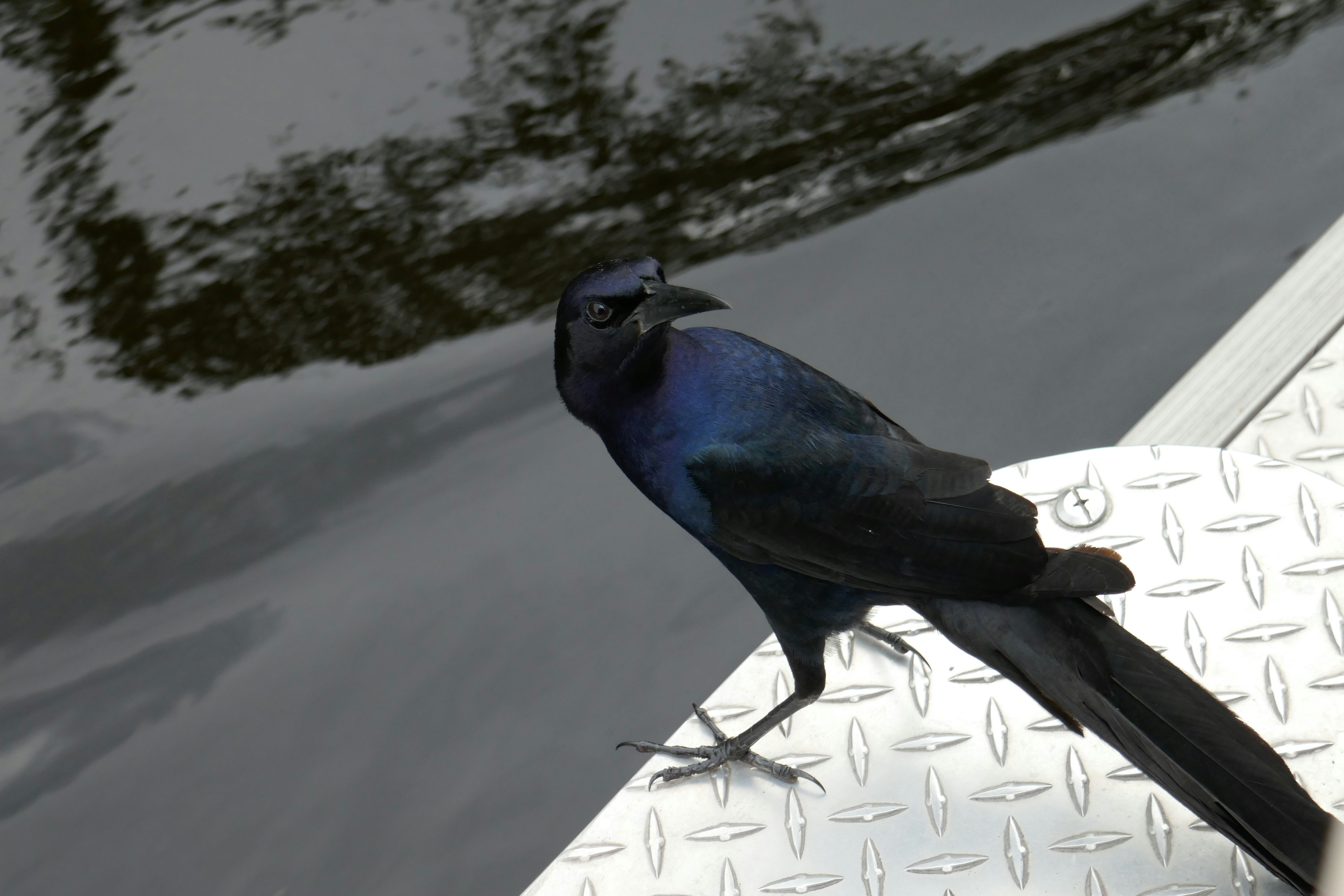 Iridescent blue-black bird perches on diamond-plate metal by calm water. The glossy plumage and alert stance are highlighted against the textured surface.