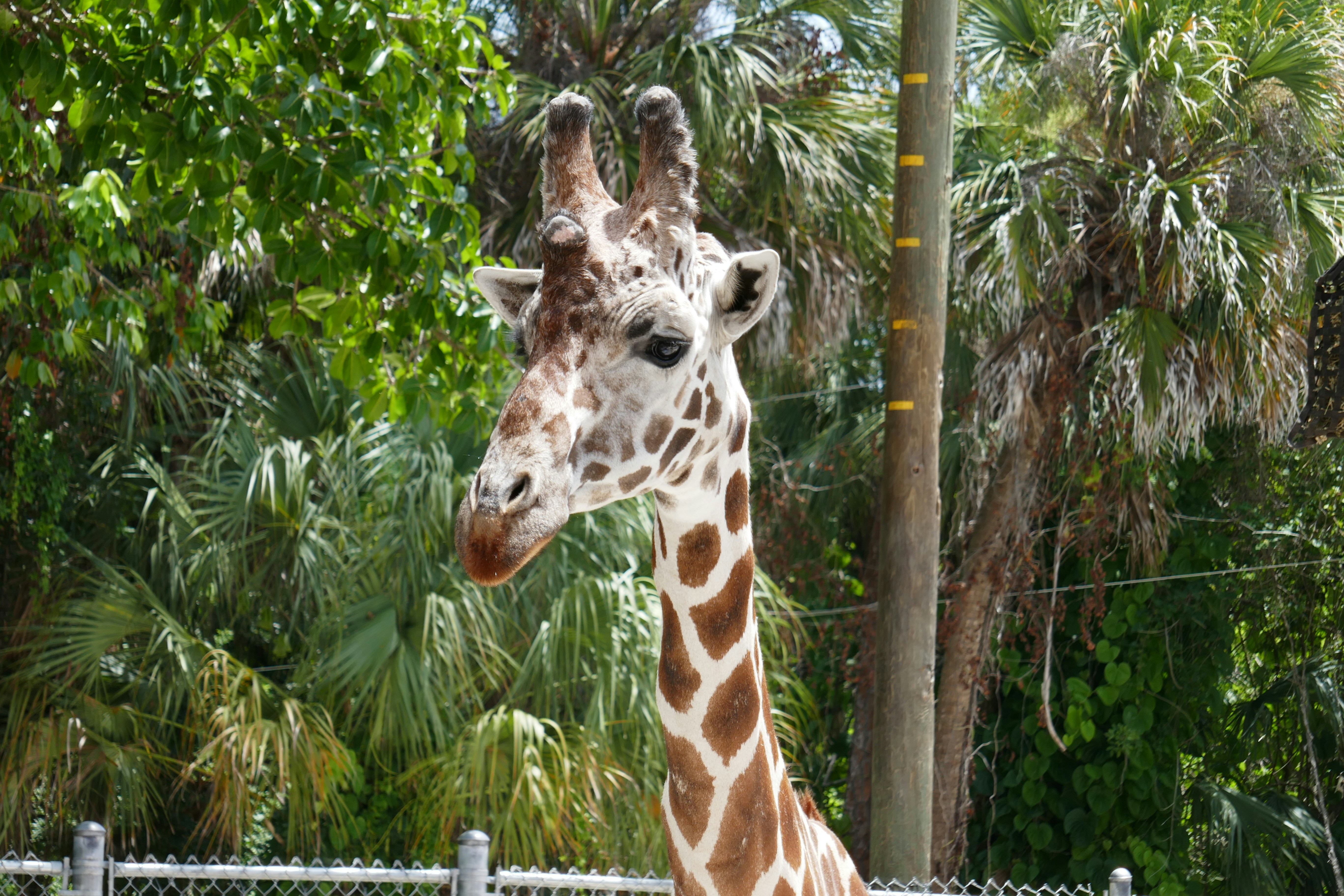A giraffe standing in a fenced in area
