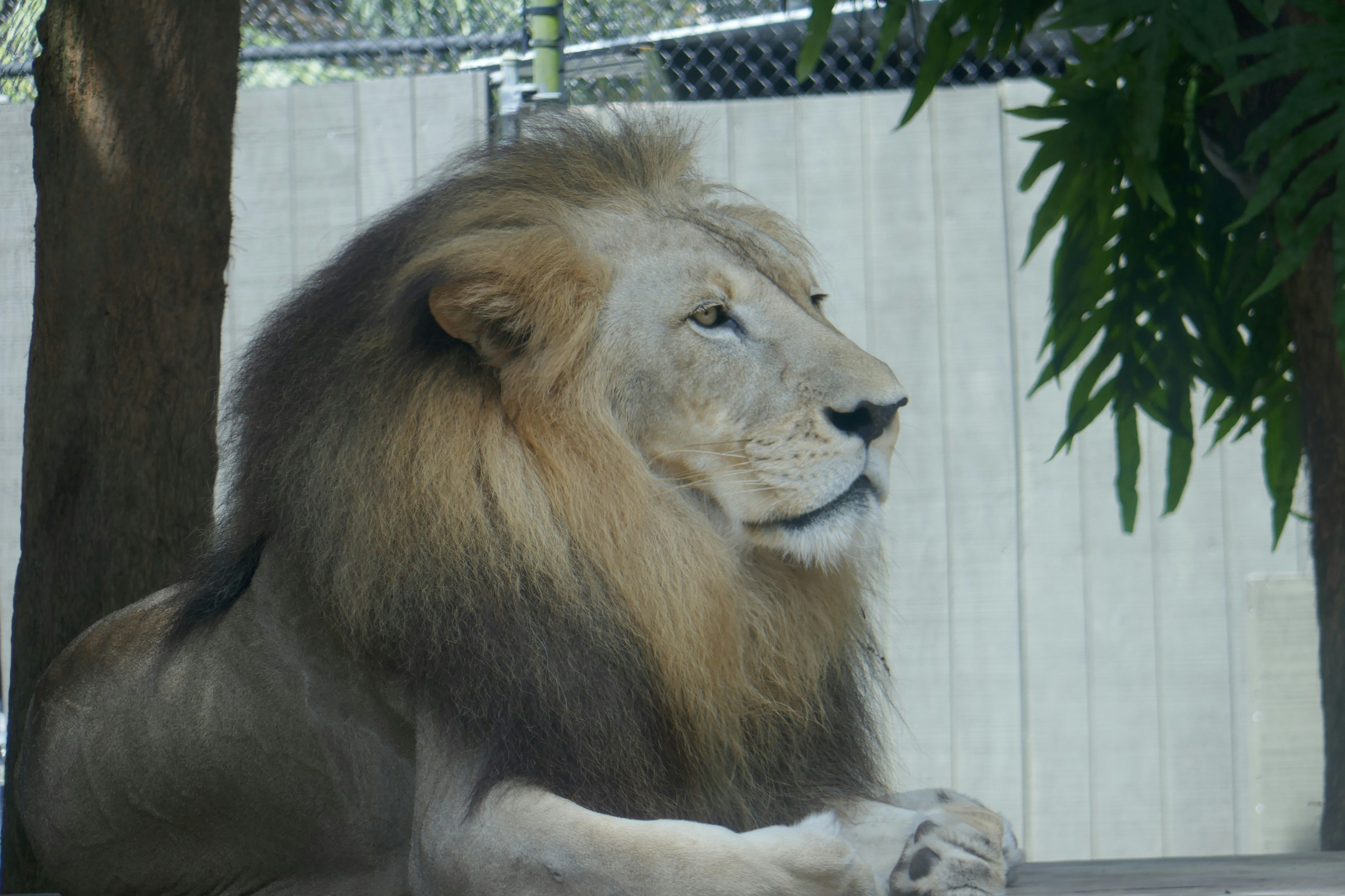 Regal lion lounges in shade beside a concrete enclosure, mane framing a calm gaze. A fence and greenery define the zoo setting.