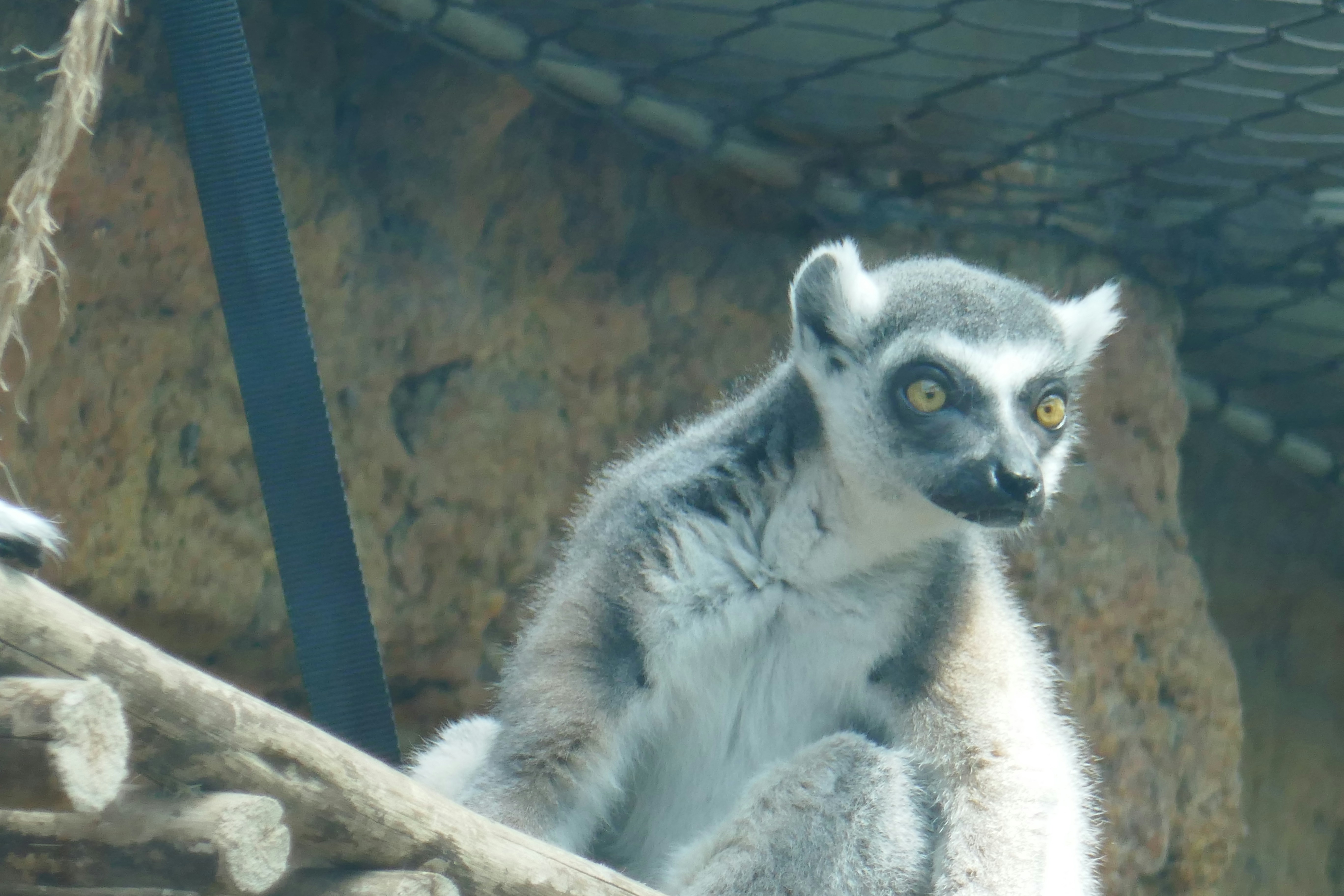 A lemur with amber eyes sits among stacked logs inside a shaded enclosure. The creature's attentive gaze contrasts with the muted enclosure surroundings.