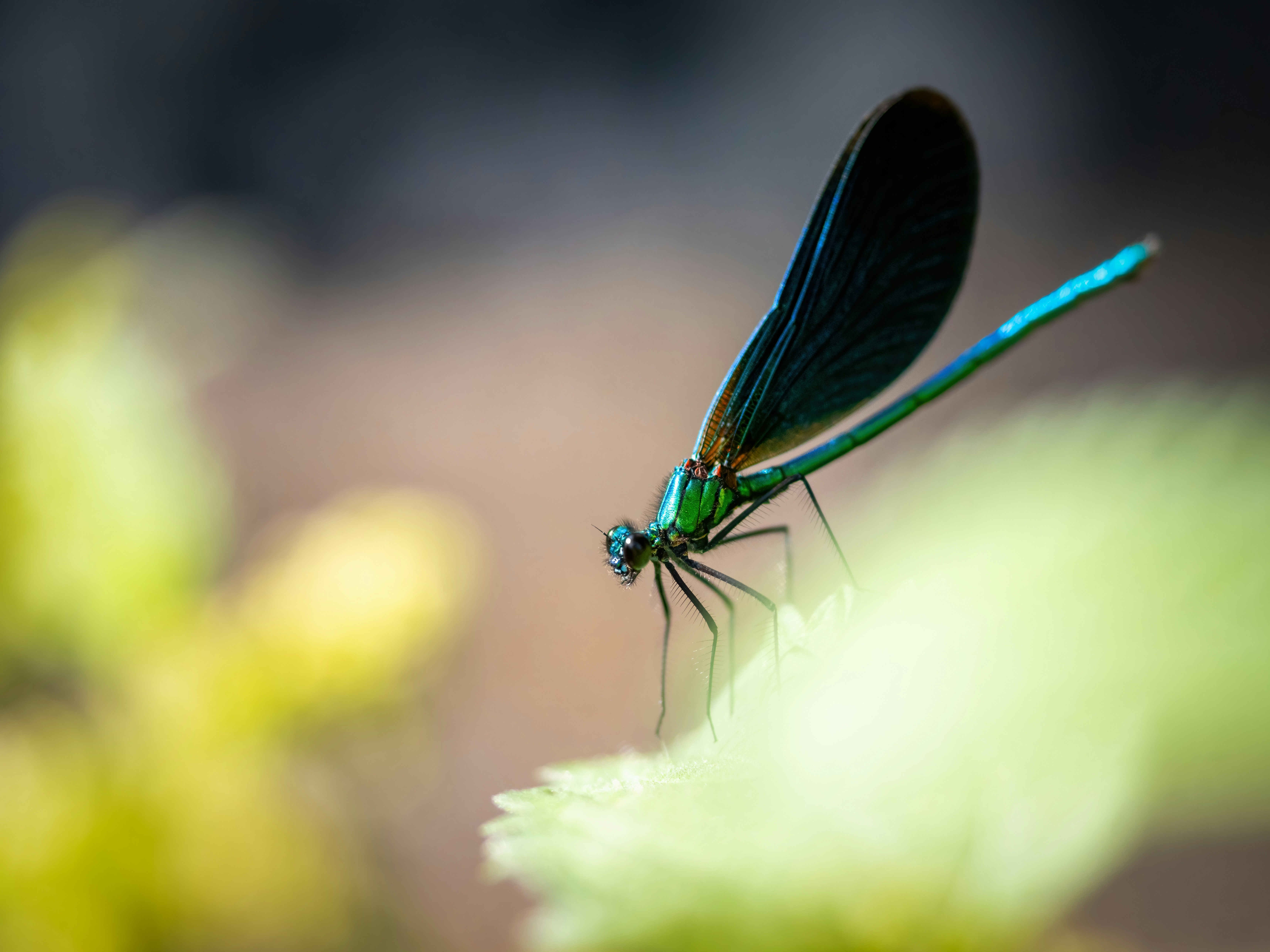 Libellule Bleue