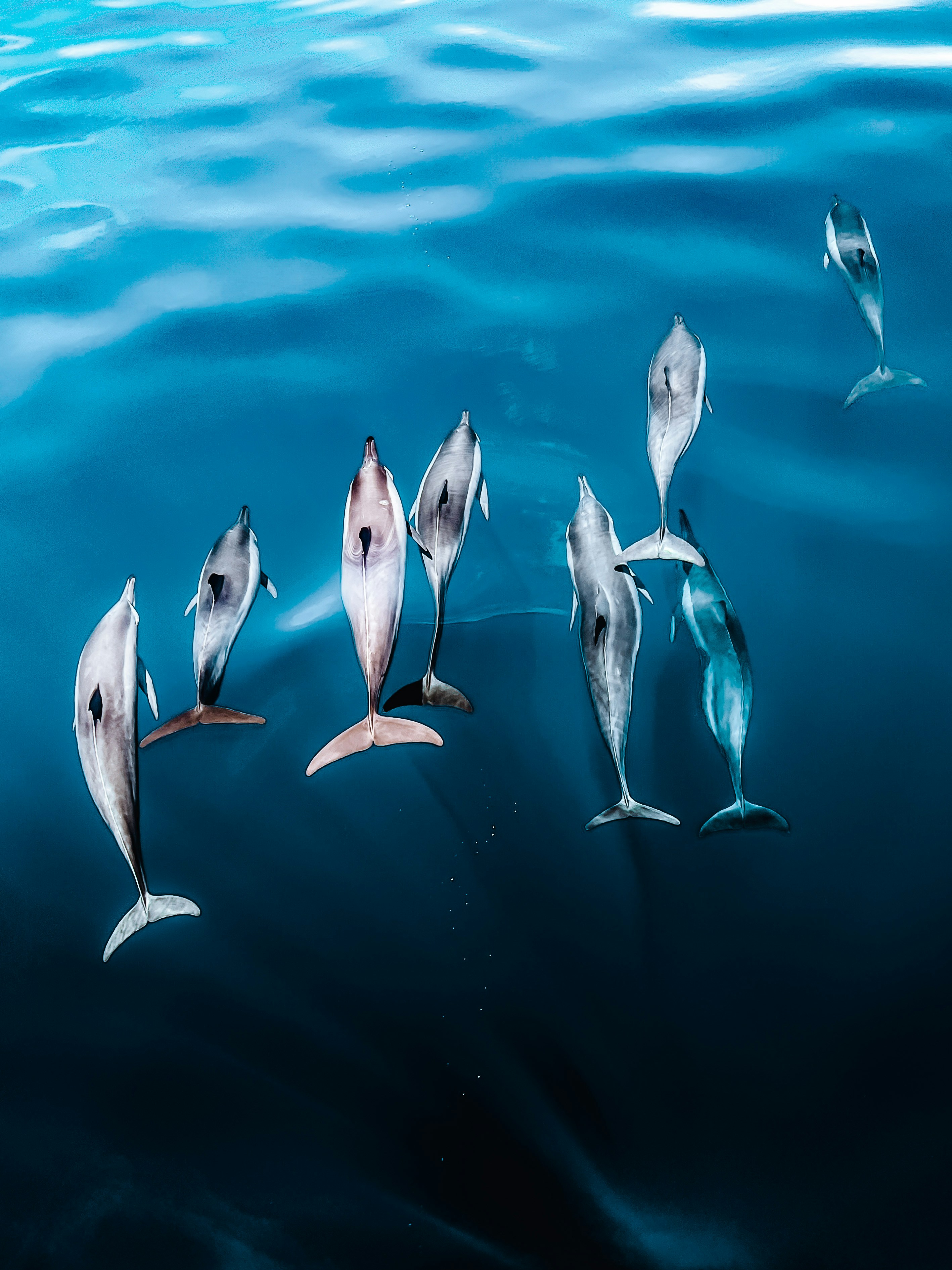 A group of dolphins swimming in the ocean photo – Free Animal Image on ...