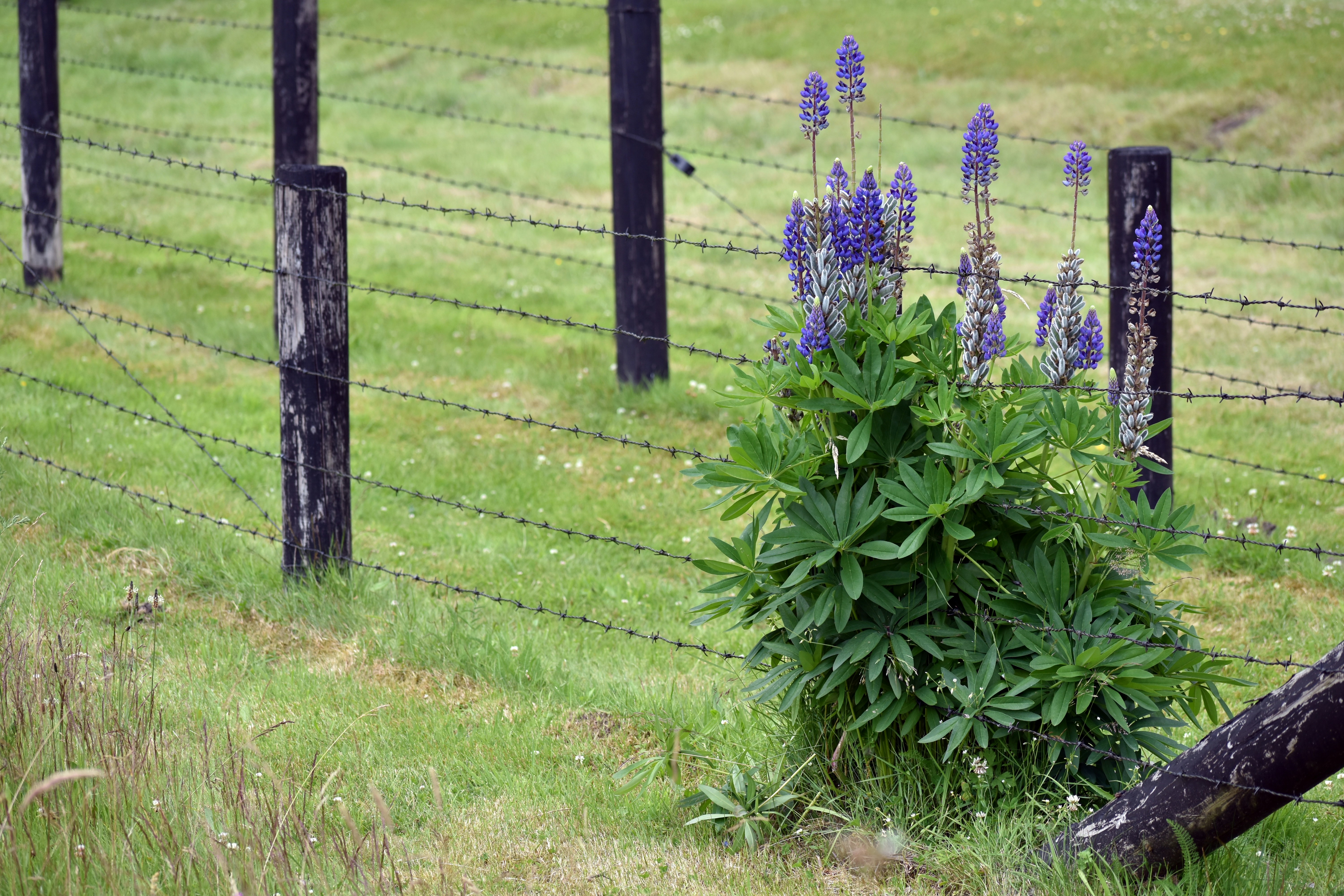 The soft lupines grow against the vicious barbed wire (Nature - flowers)