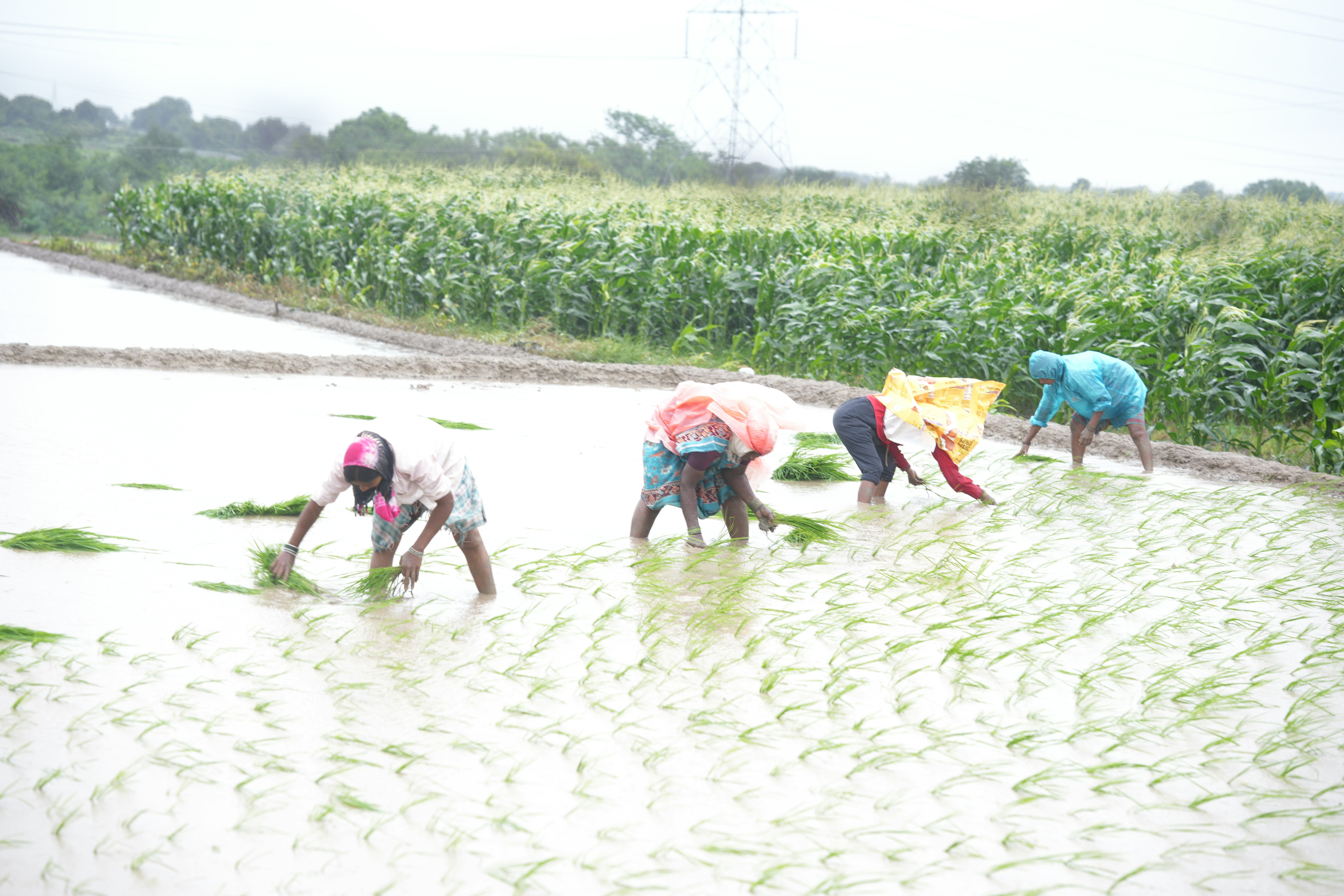 Climate Resilient Livelihoods: 2025's Ultimate Hope