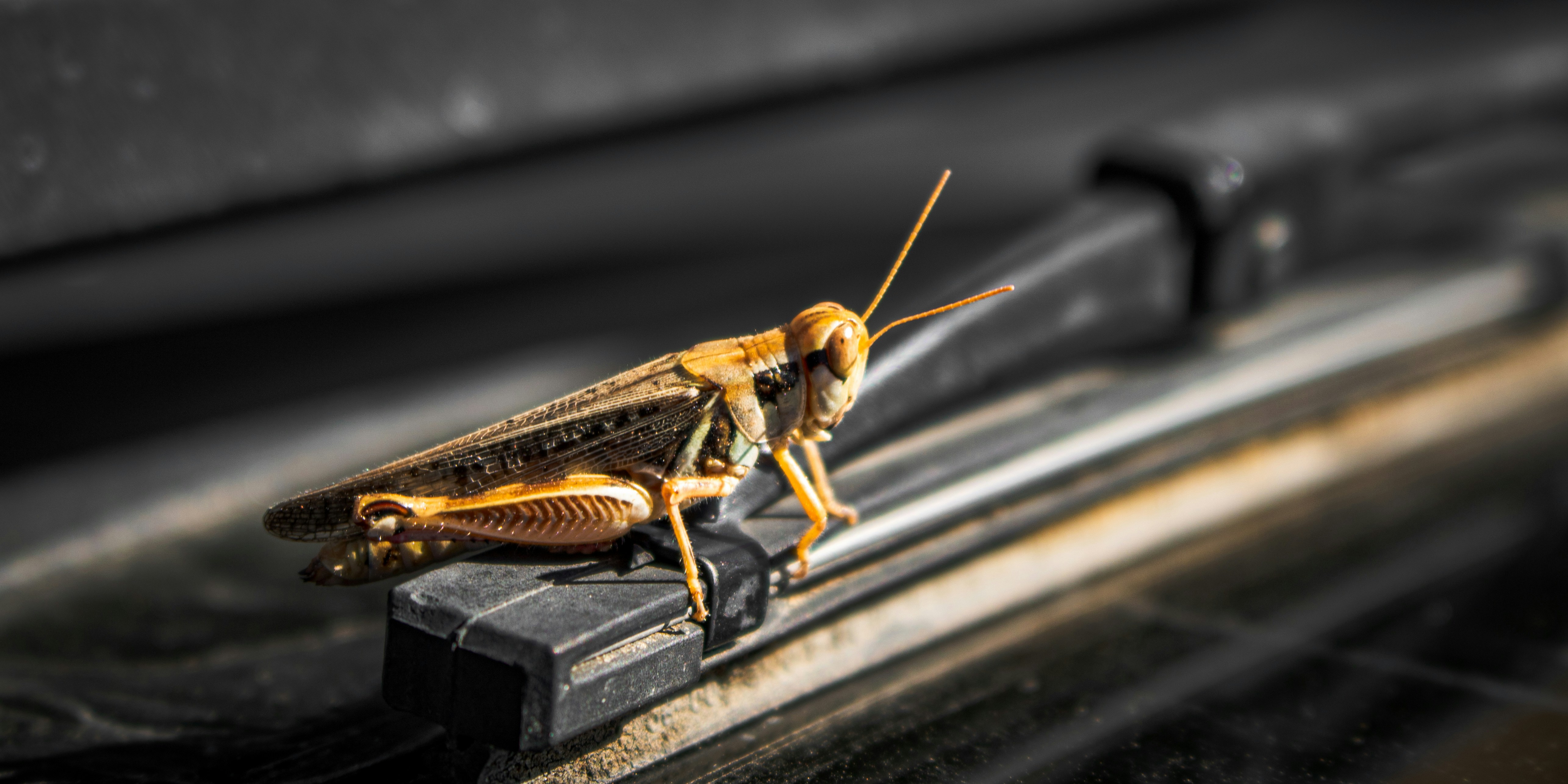 Tiny Voyager on a Grand Stage: Cricket on Piano Keys