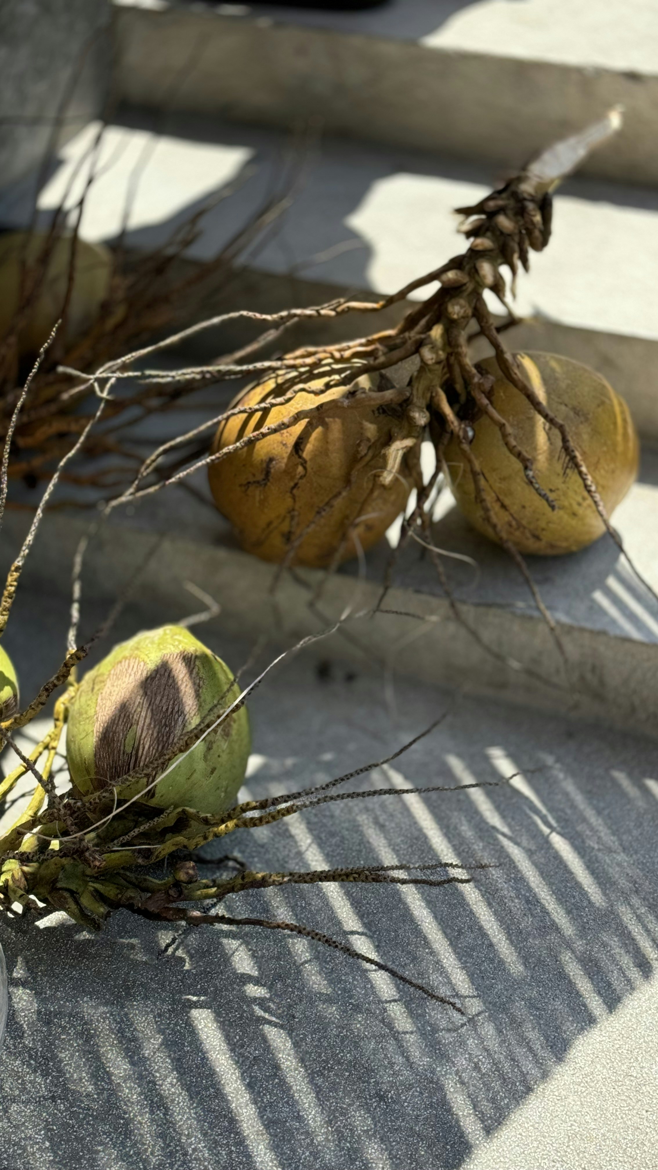 Frayed roots cradle aging coconuts on a sun-warmed stair
