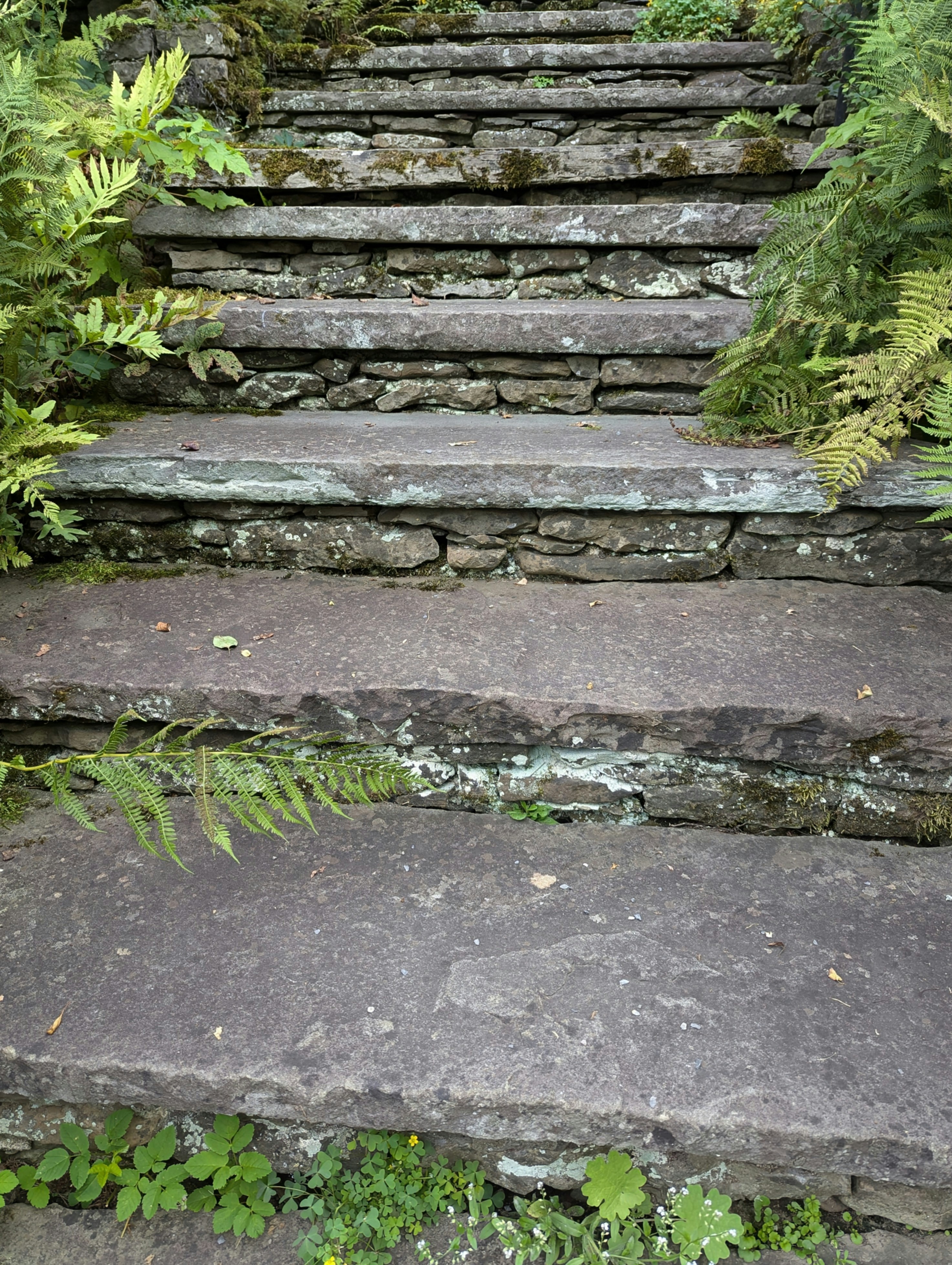 Moss-Covered Stone Steps: a Quiet Fern-Laced Garden Stairway