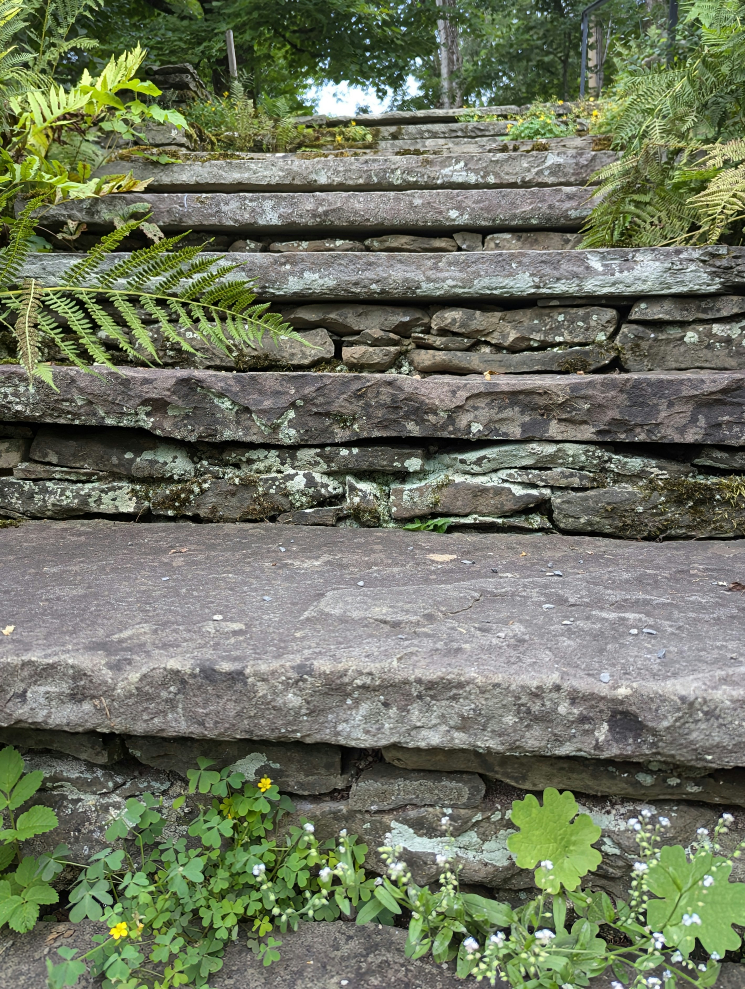 Stone Steps Grow Green: A Quiet Staircase in Stone and Ferns