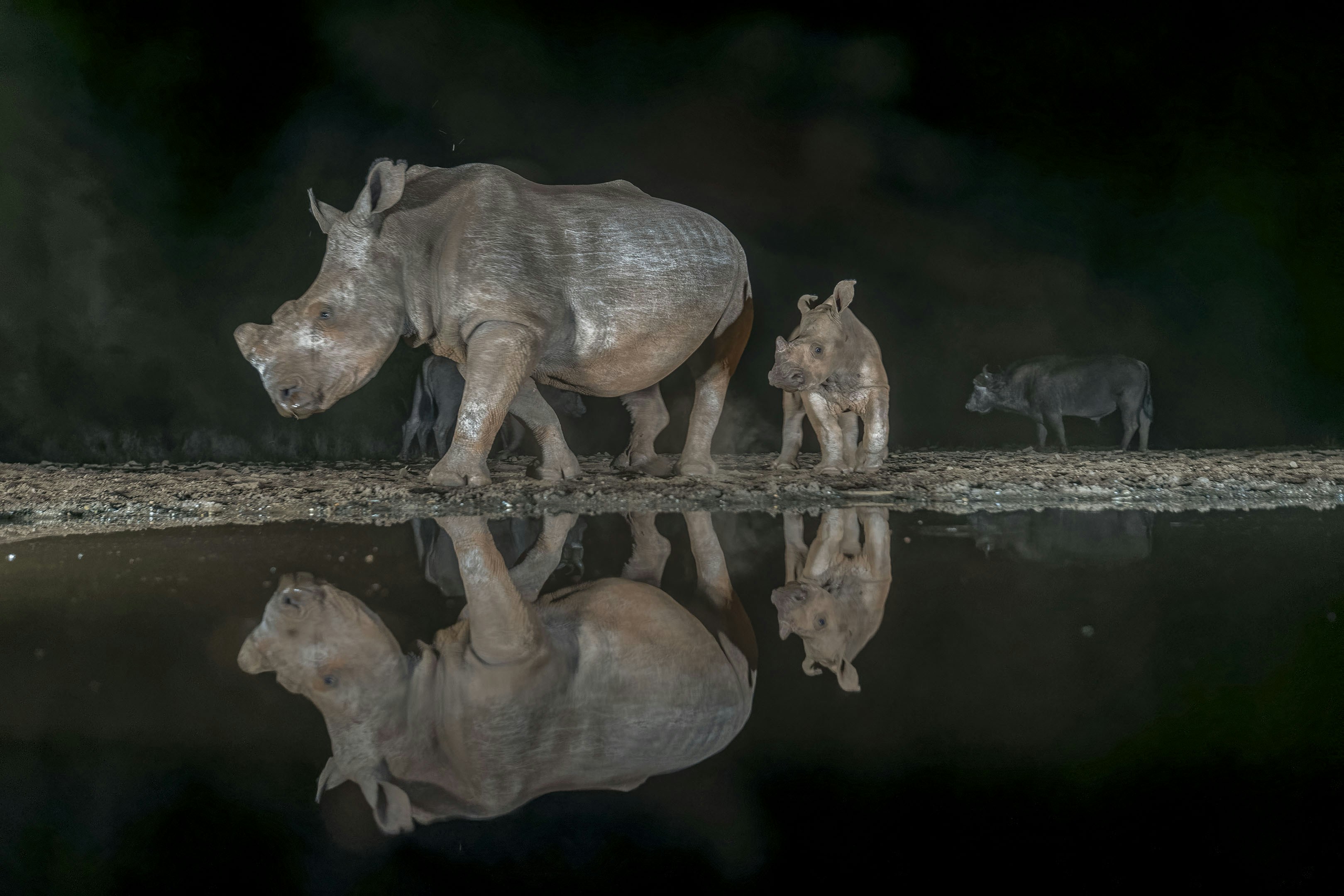 Mirror Herd at Midnight