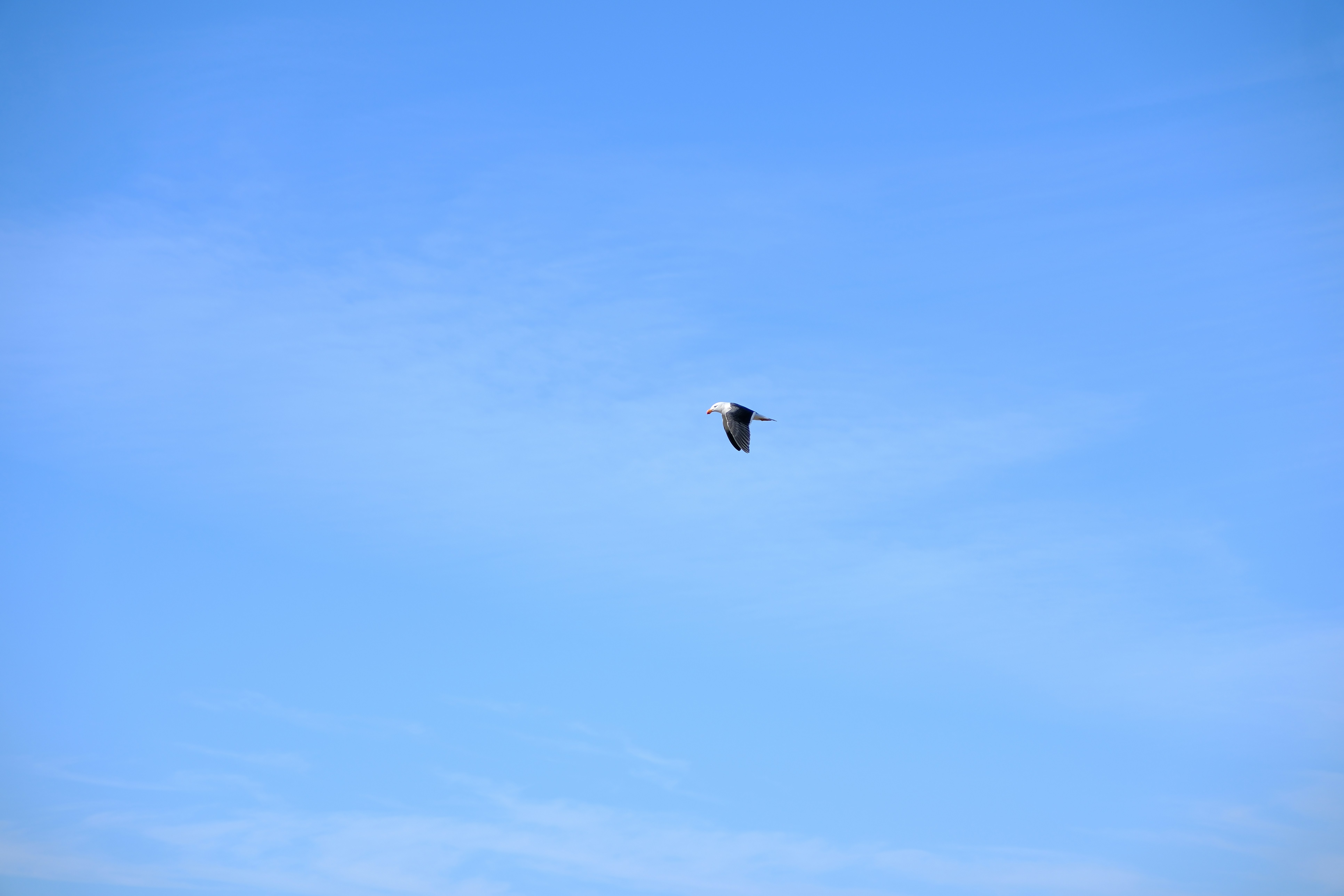 A bird flying high in the blue sky photo – Free Animal Image on Unsplash