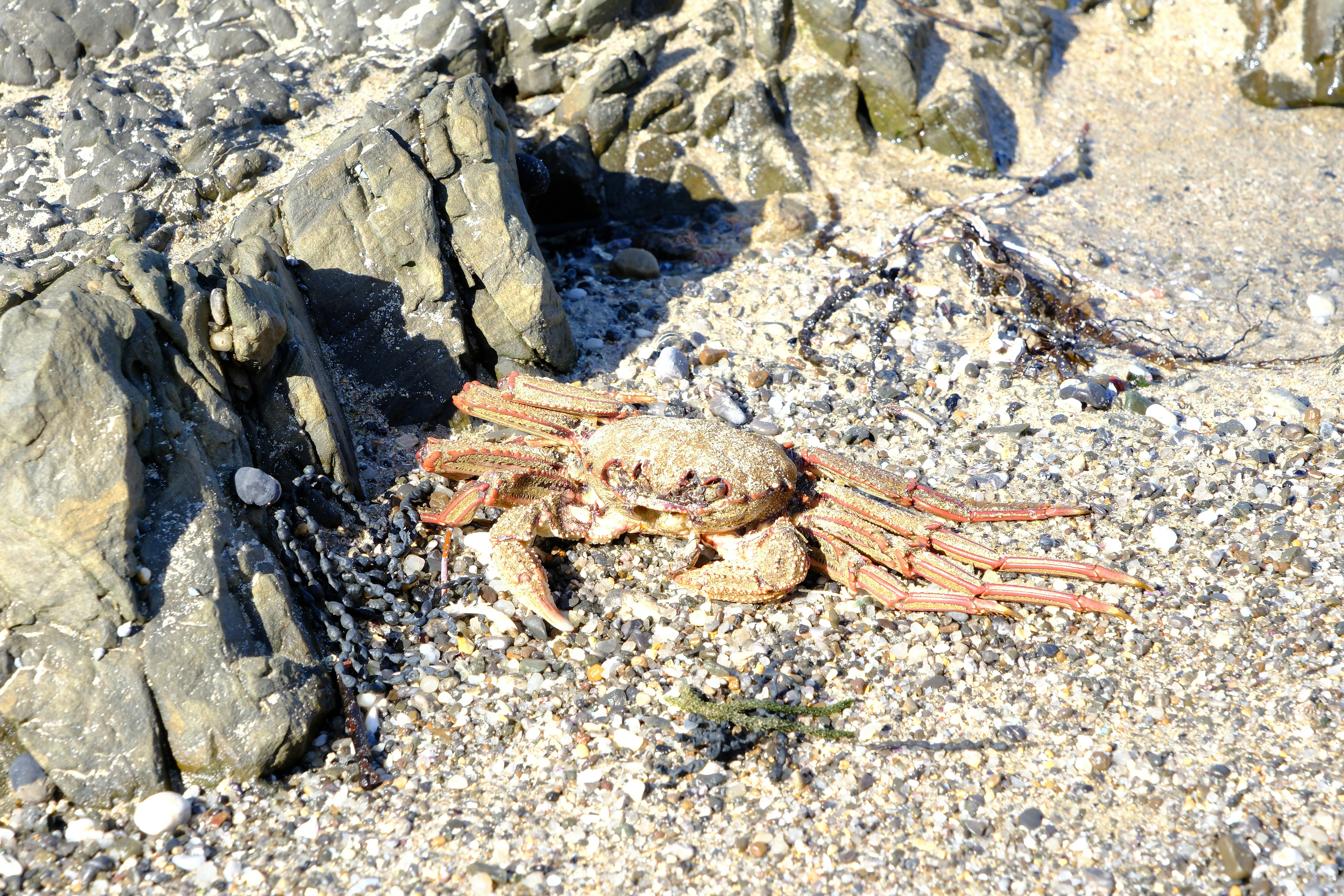 Un cangrejo está tumbado en una playa rocosa foto – Imagen de Roca ...