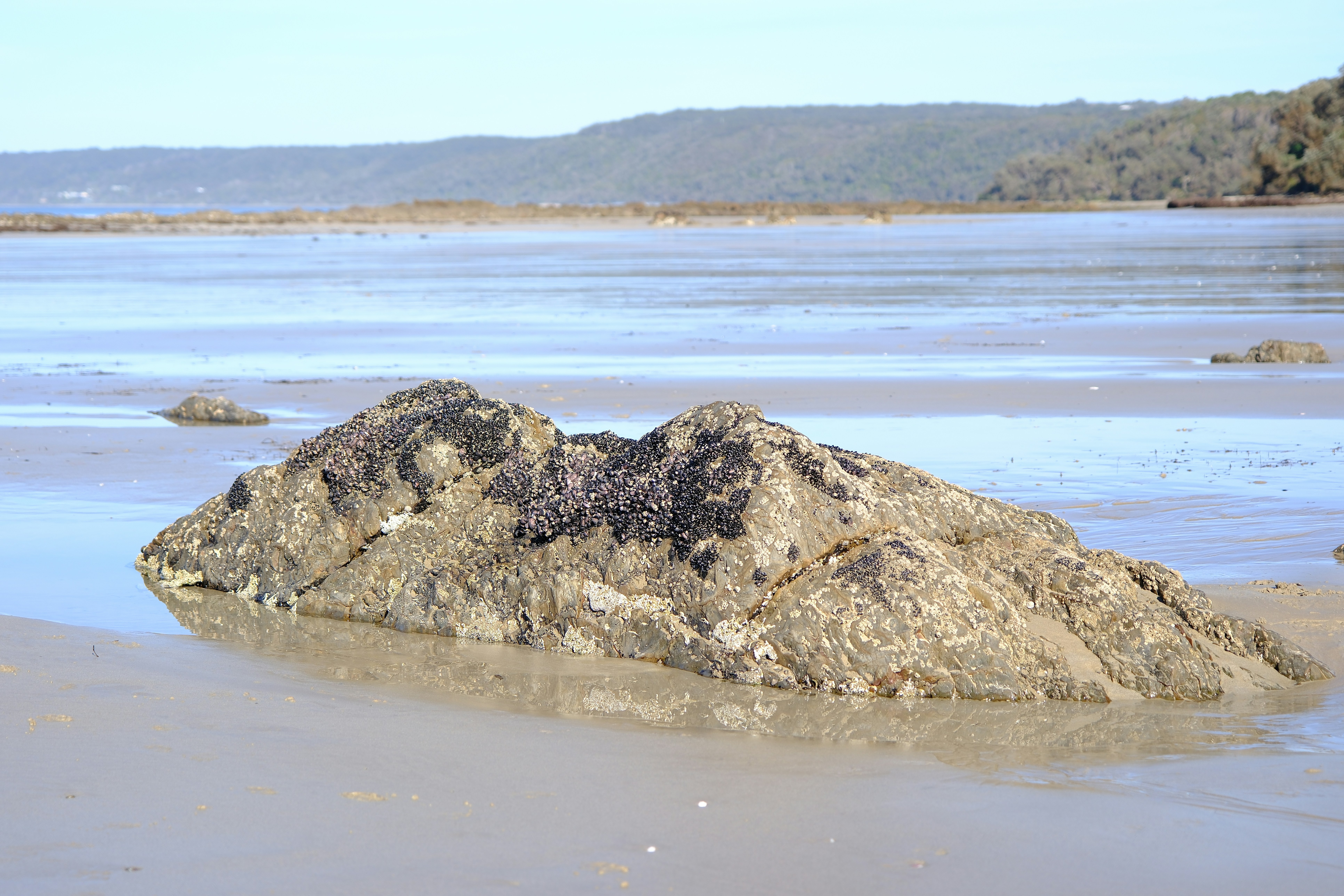 The Quiet Sentinel of the Tidal Plain