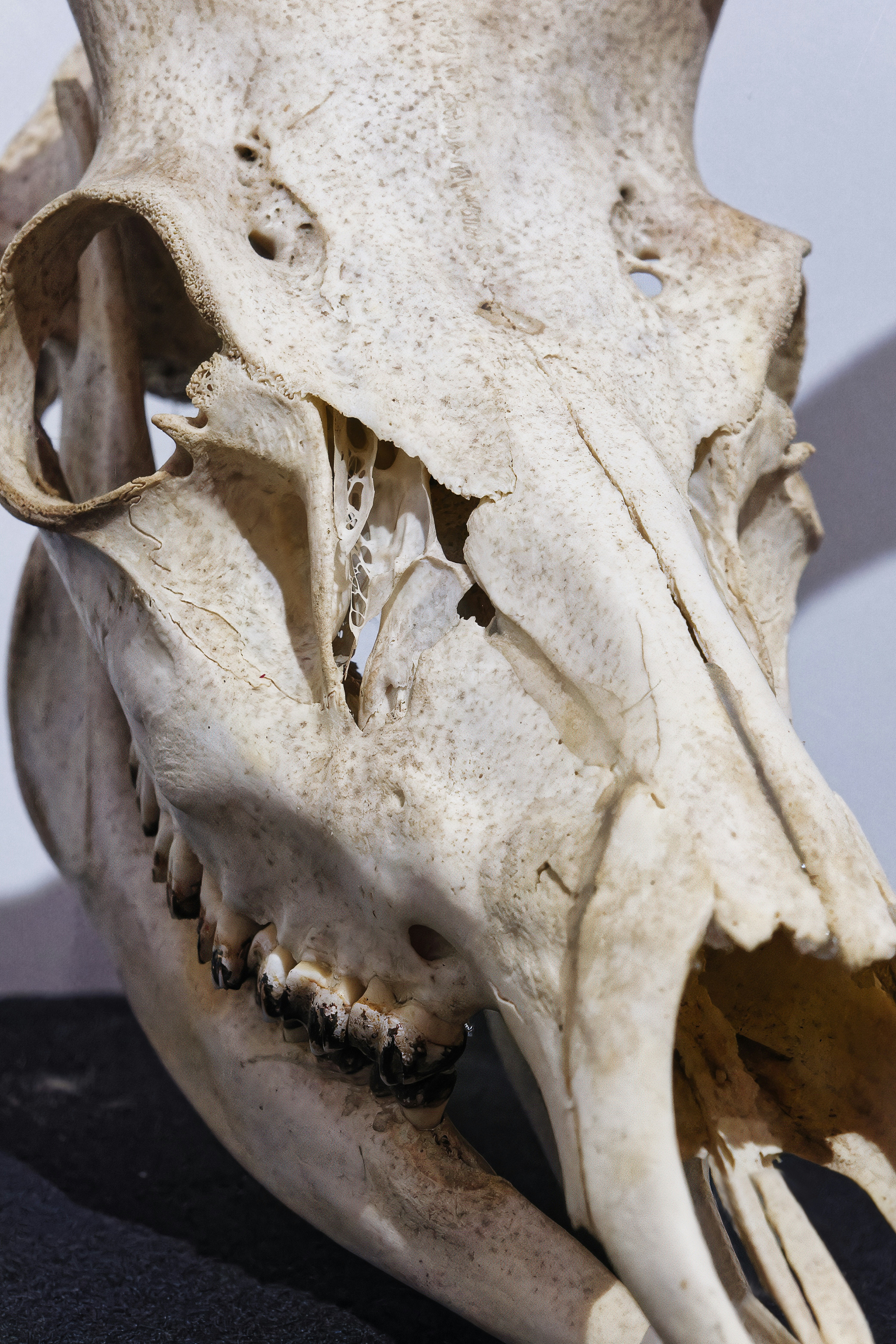 Detailed view of a skull displayed at a natural history exhibit in a museum - A skull is showcased in a museum display, highlighting its intricate bone structure and features.