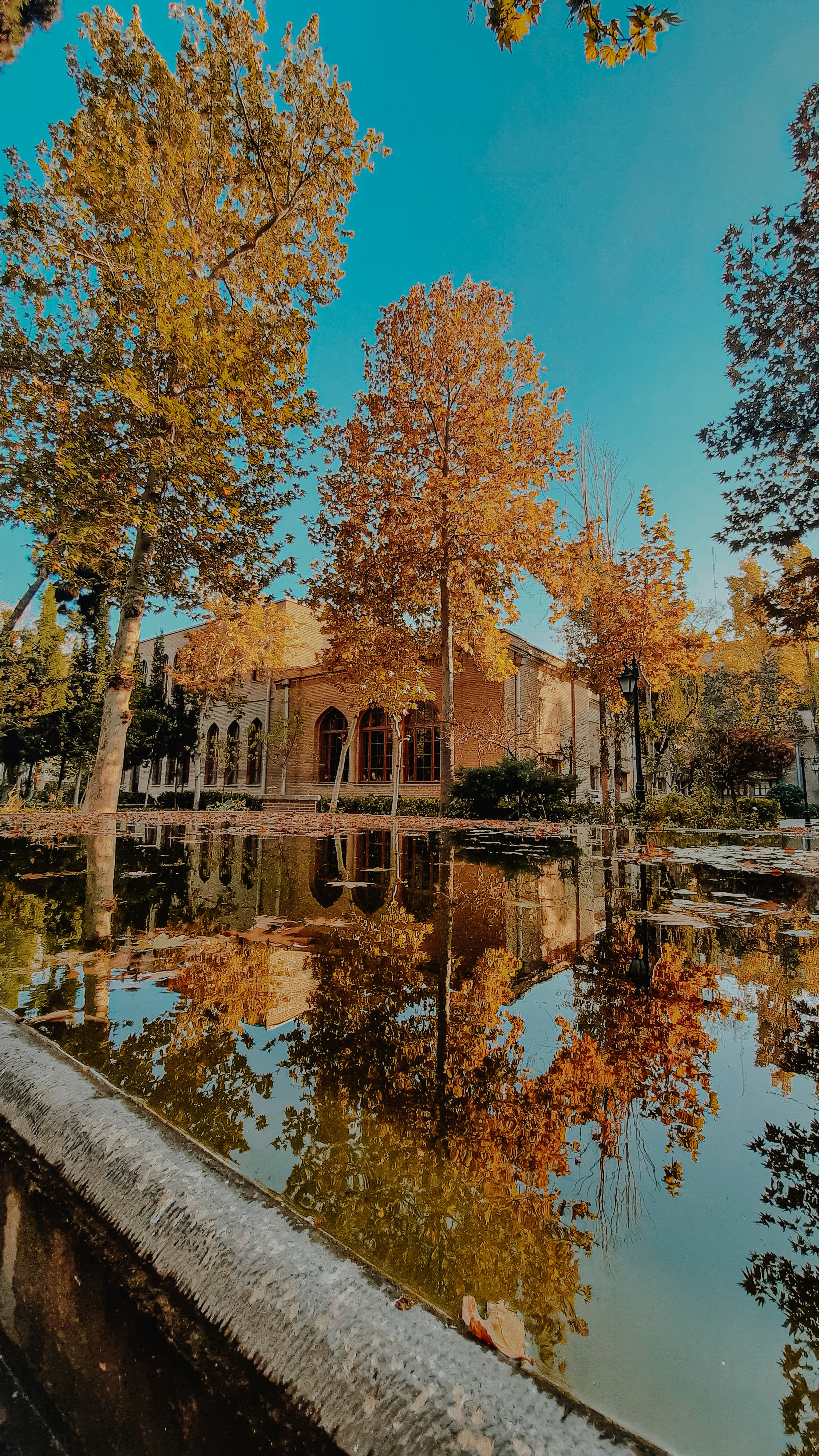 Gilded Leaves Over a Quiet Campus Pond
