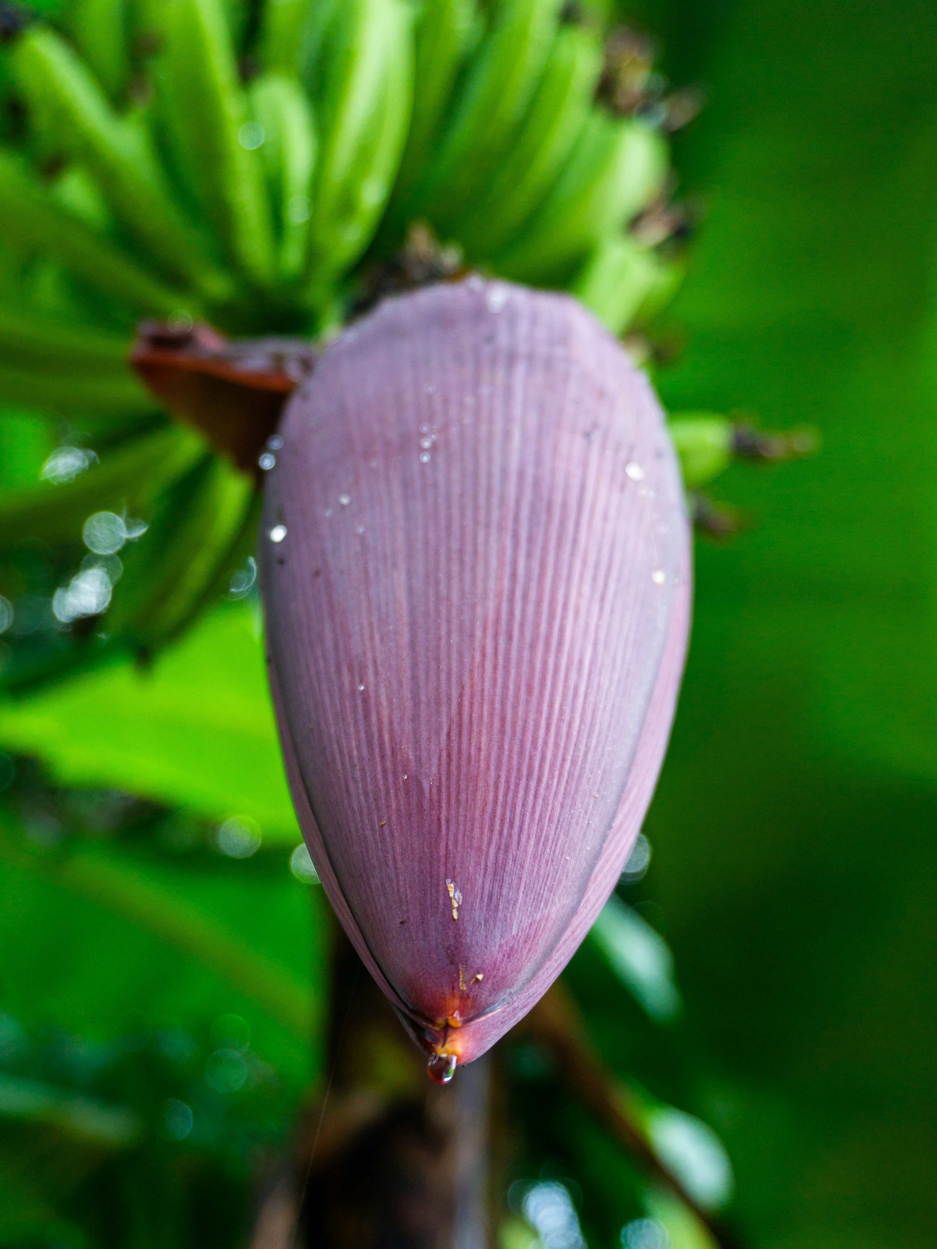Violet Banana Blossom: A Macro Jewel in Emerald Blur