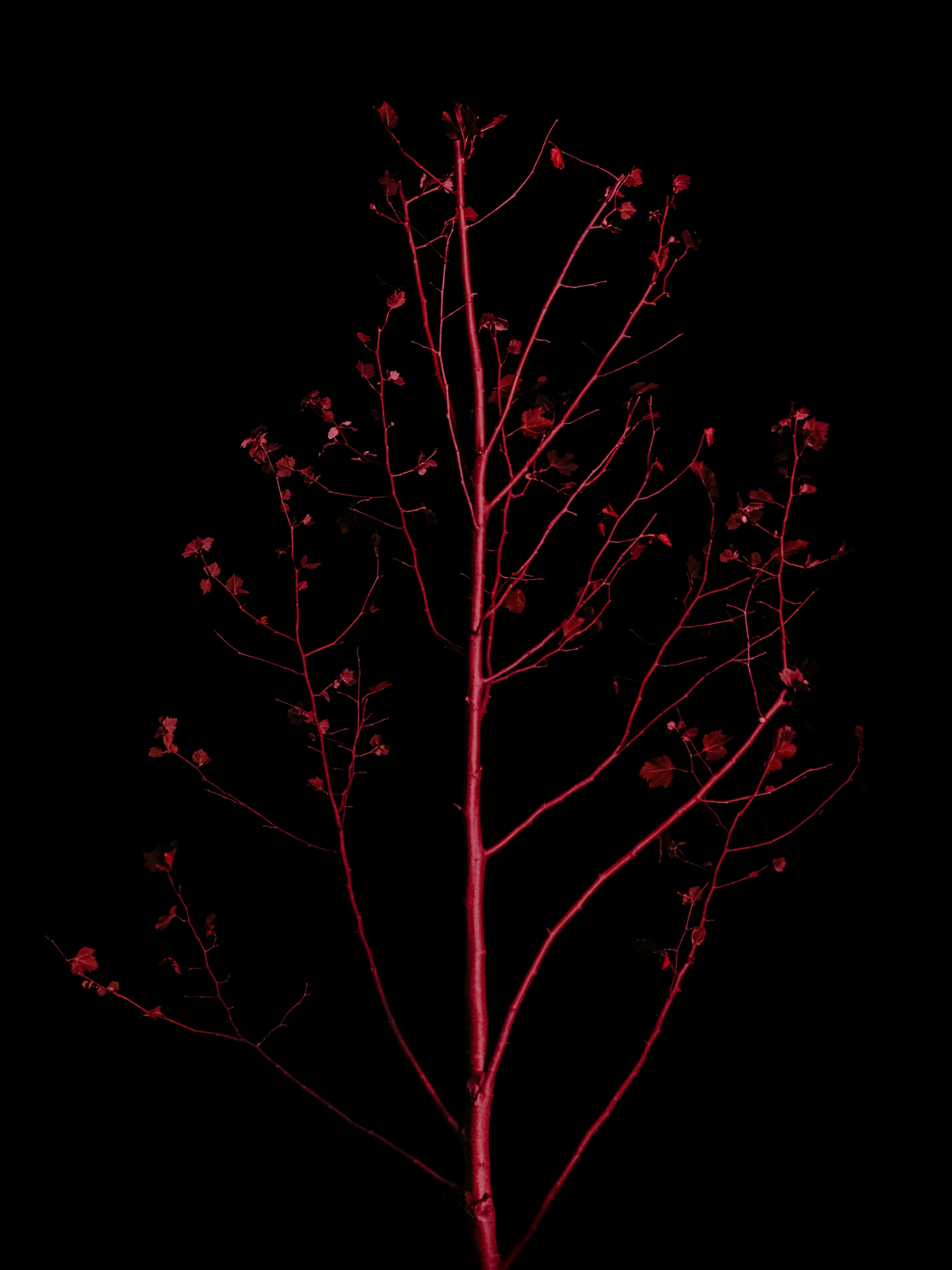 Crimson Branches in Darkness: A Minimalist Night Silhouette