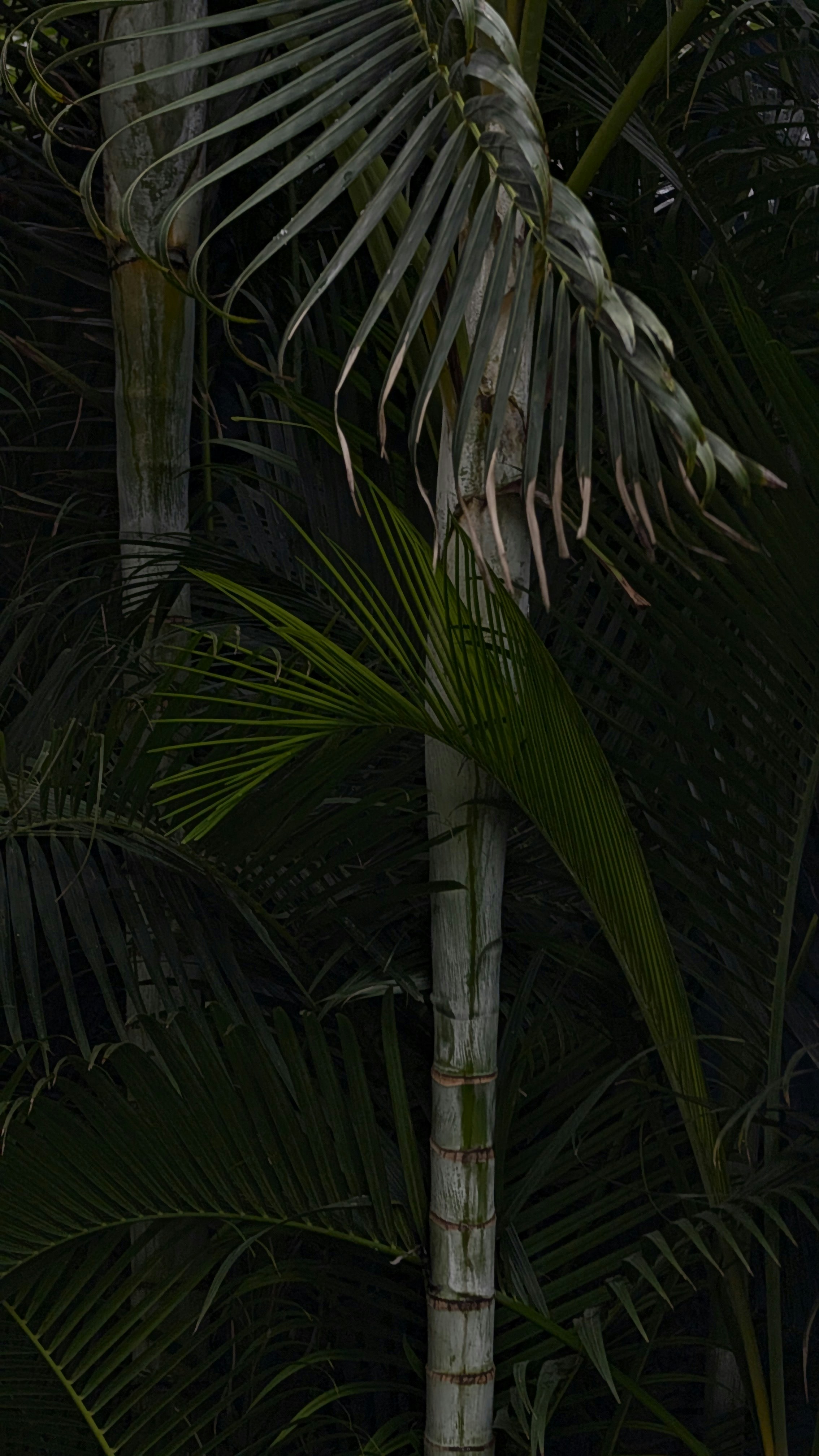A pale, ringed palm trunk rises through dense, shadowy tropical foliage, with a subtle highlight along the stem.
