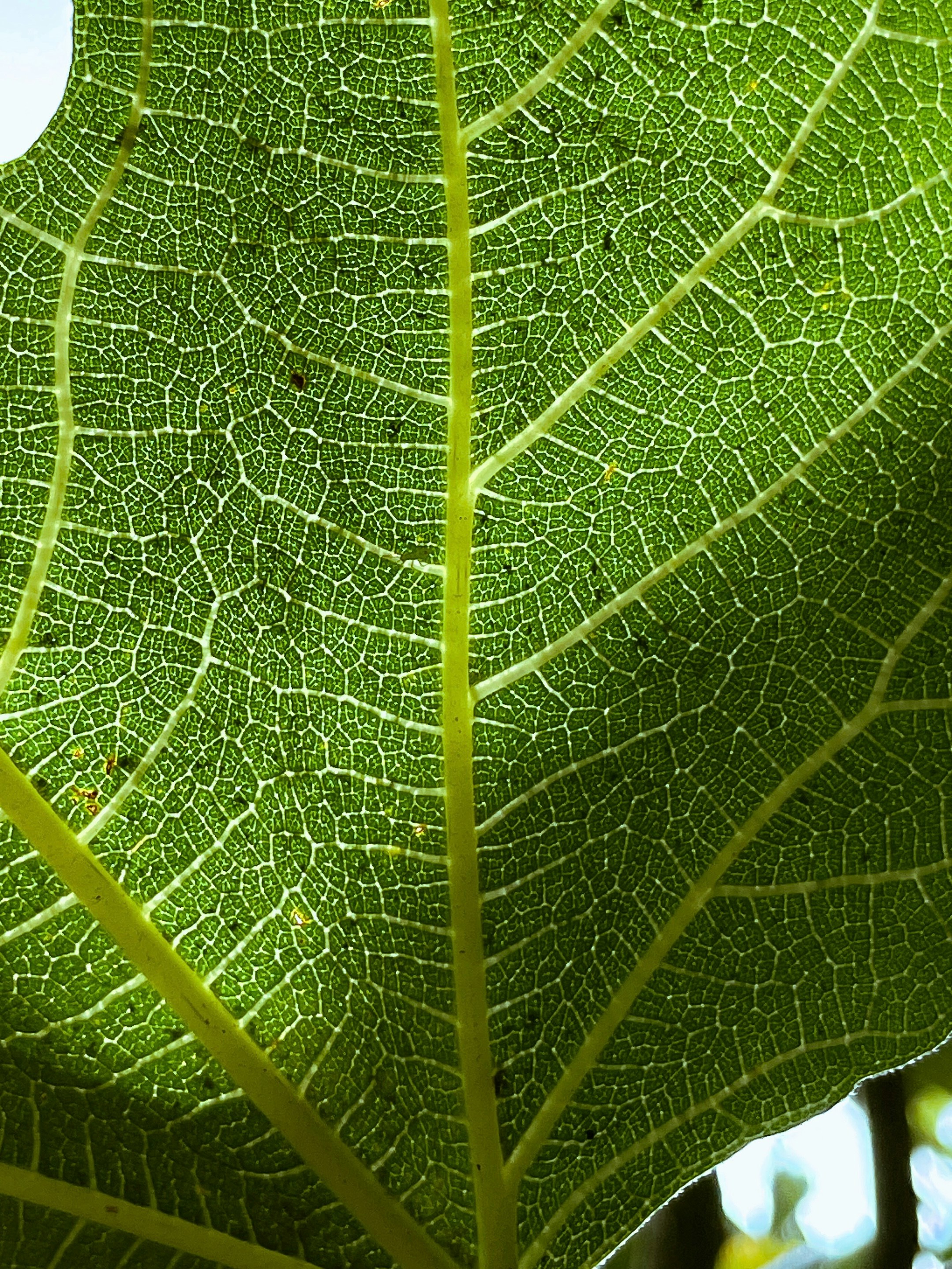A leaf on micro