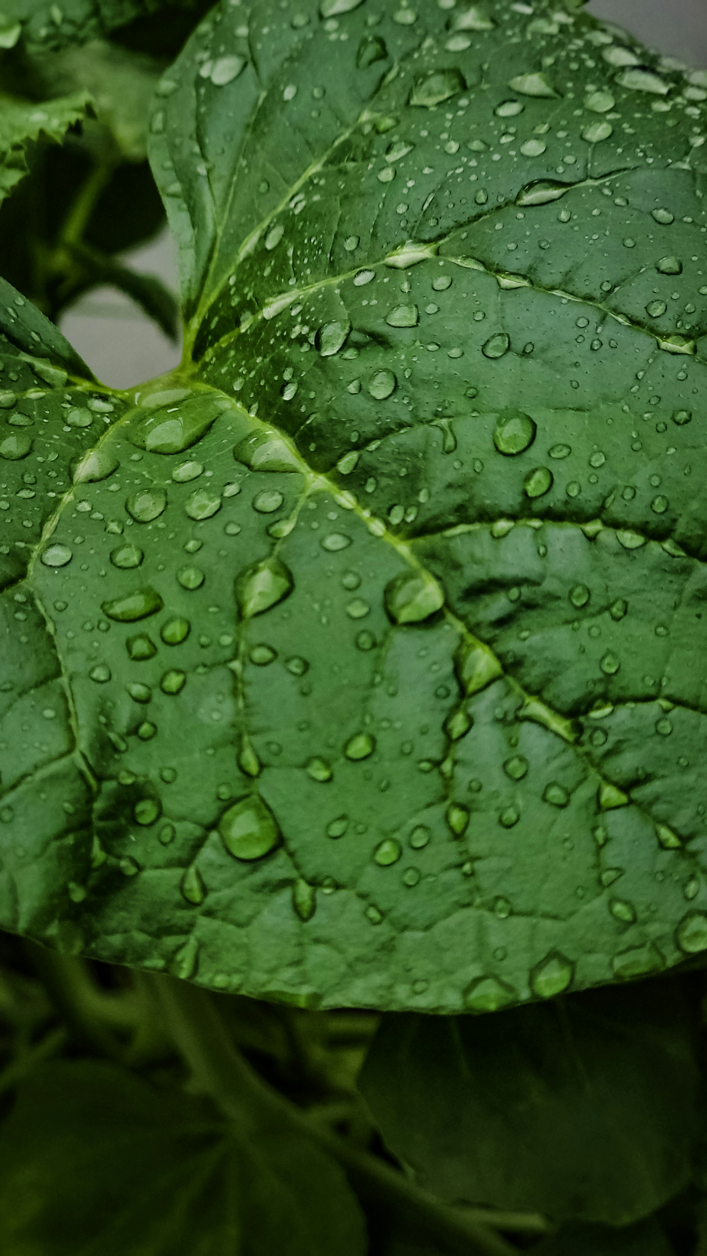 Close-Up of Dew-Kissed Leaf Veins