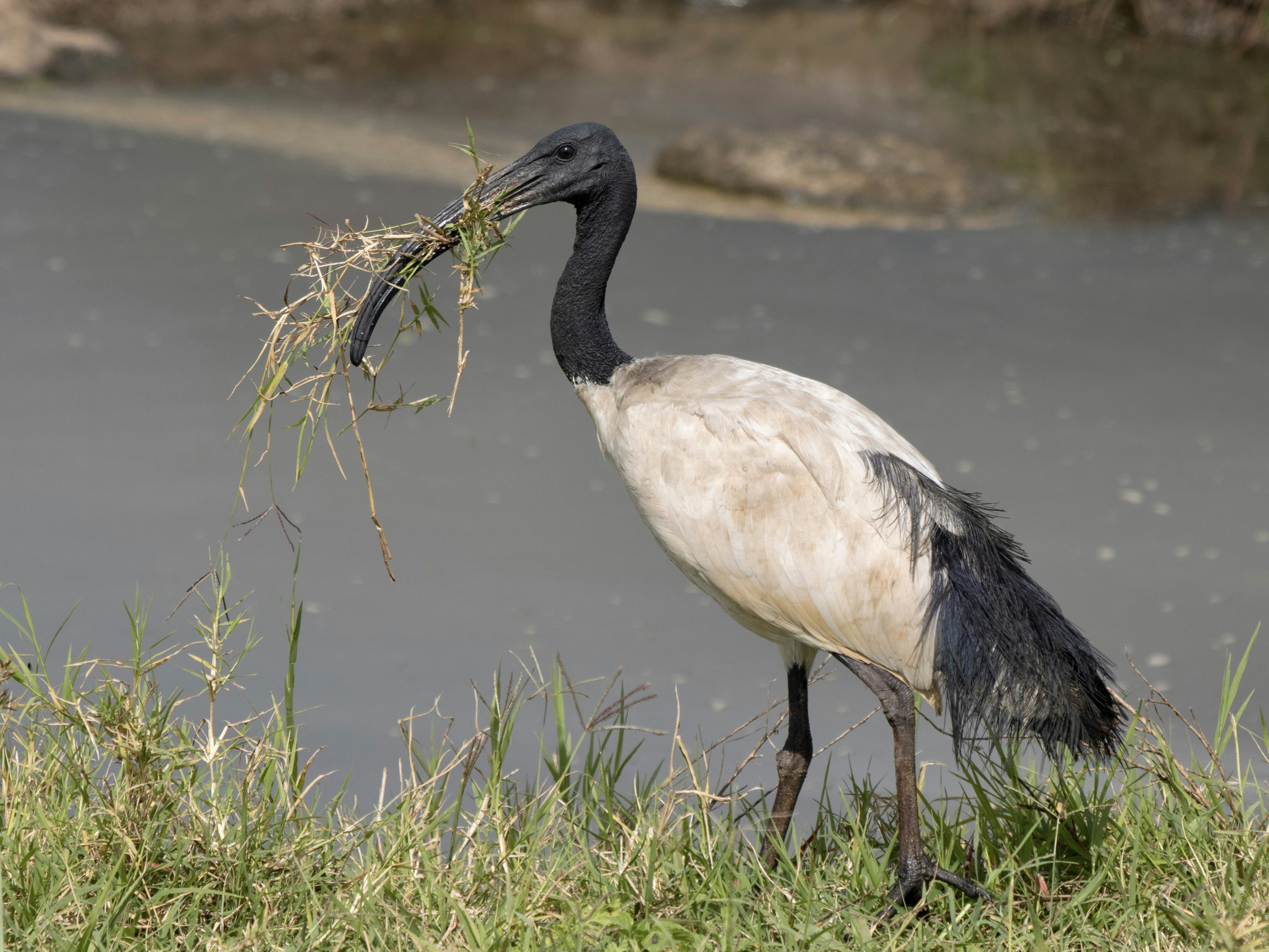 A large bird with a long neck standing by a body of water photo – Free ...