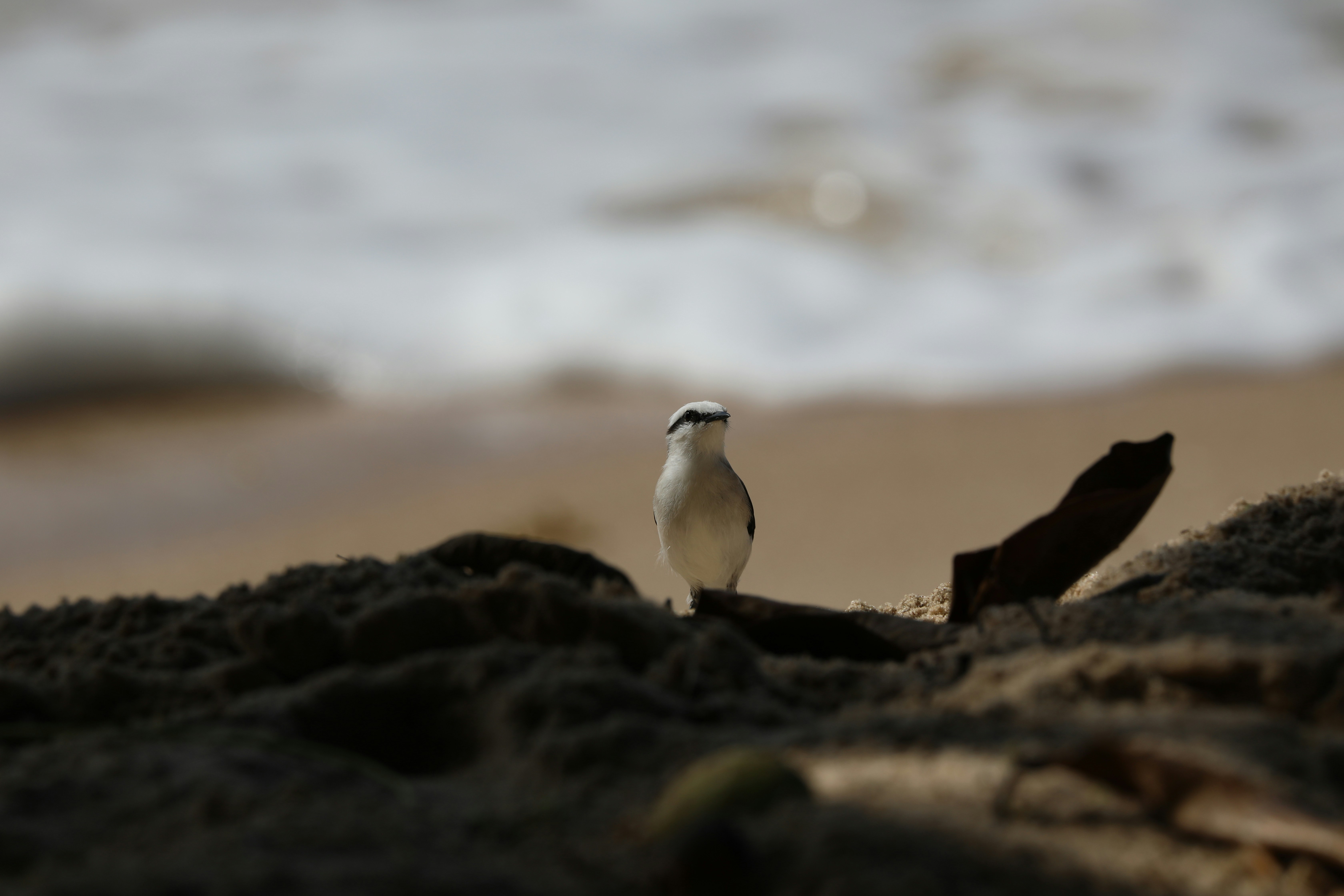 Little Shore Warbler at Dusk: A Lone Wakeful Beacon