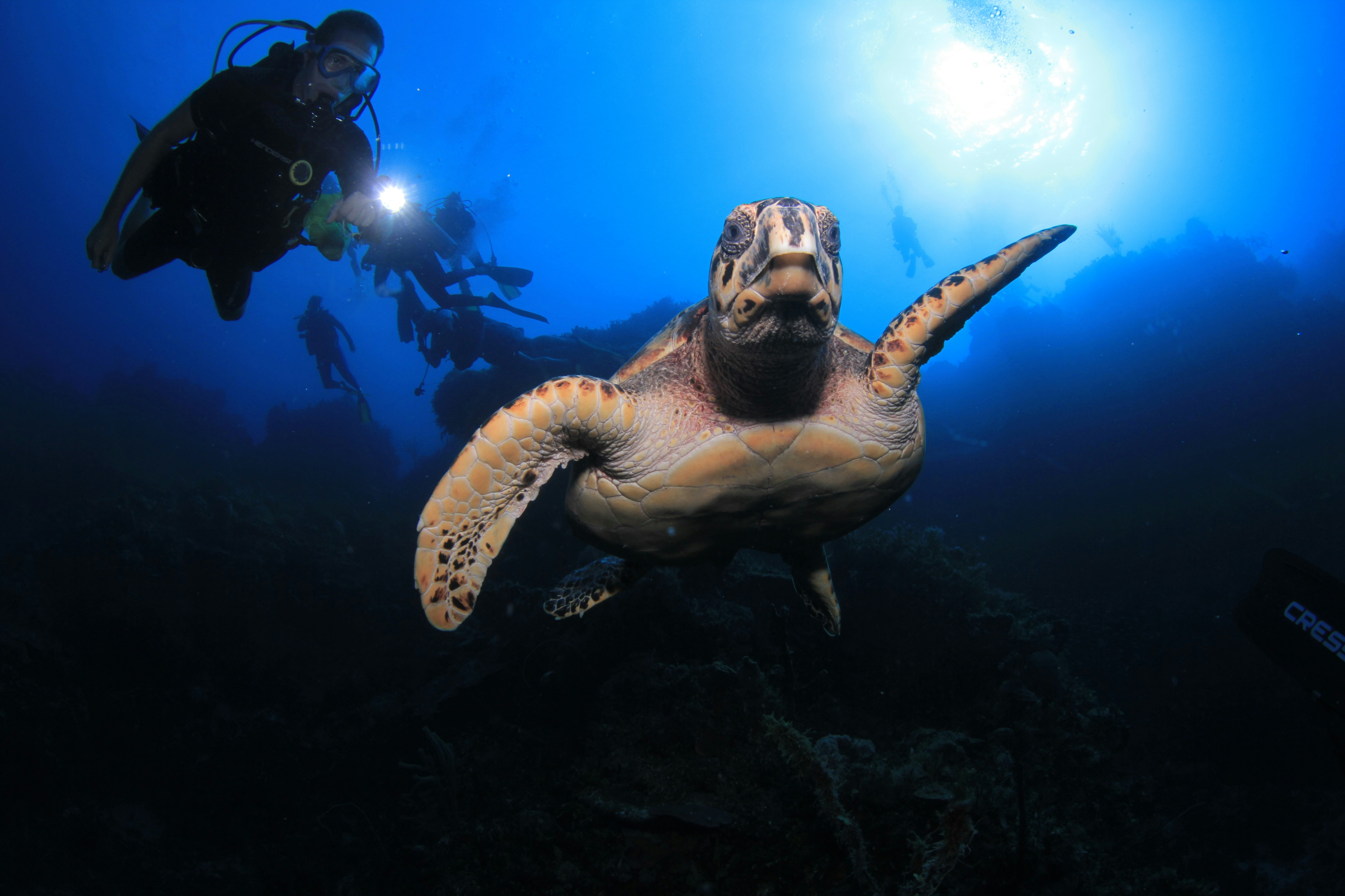Assertive Green Sea Turtle Approaches the Lens Amid Divers in Deep Blue