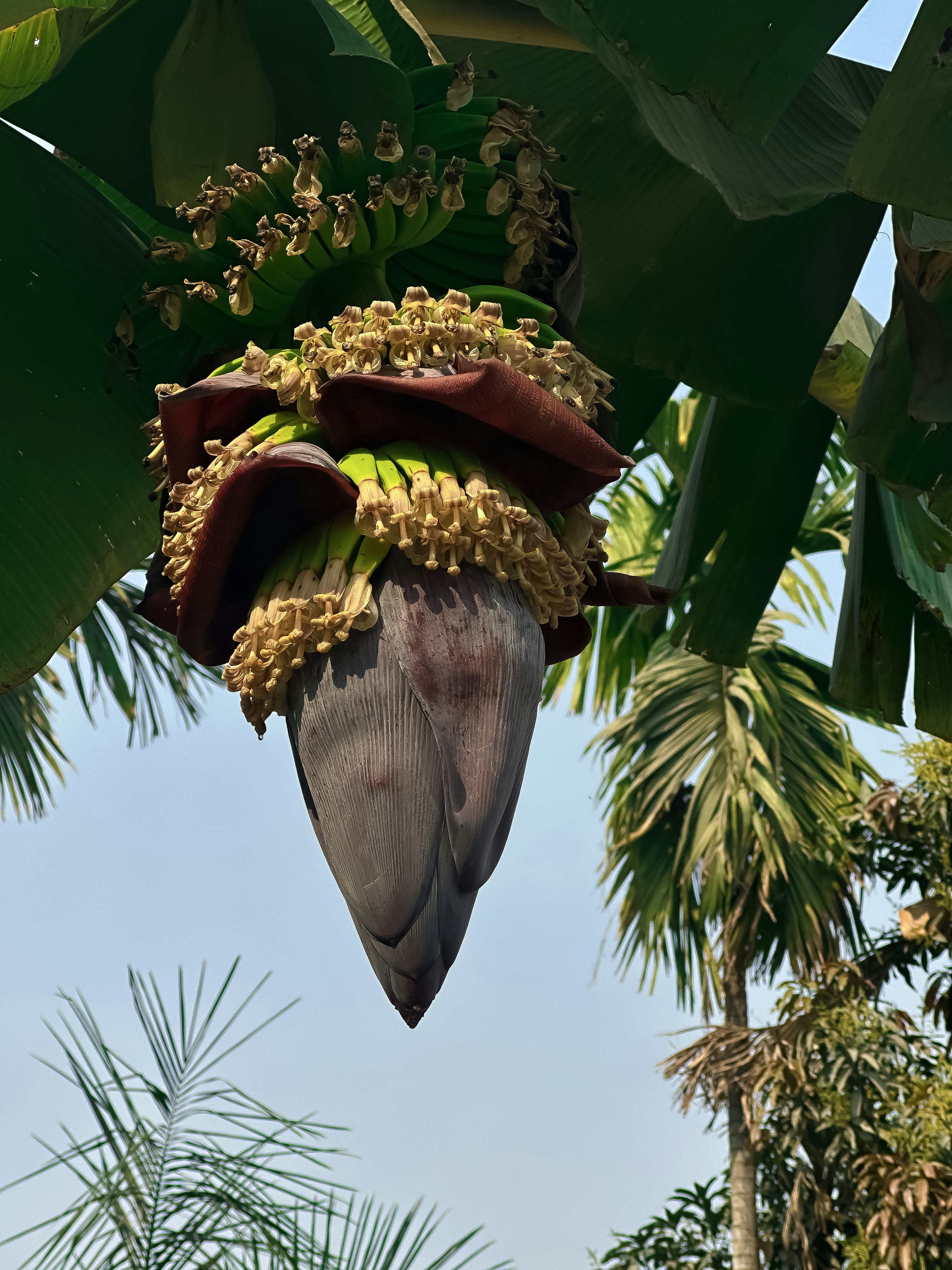 Midair Banana Blossom: A Tropical Pendant Against a Clear Sky