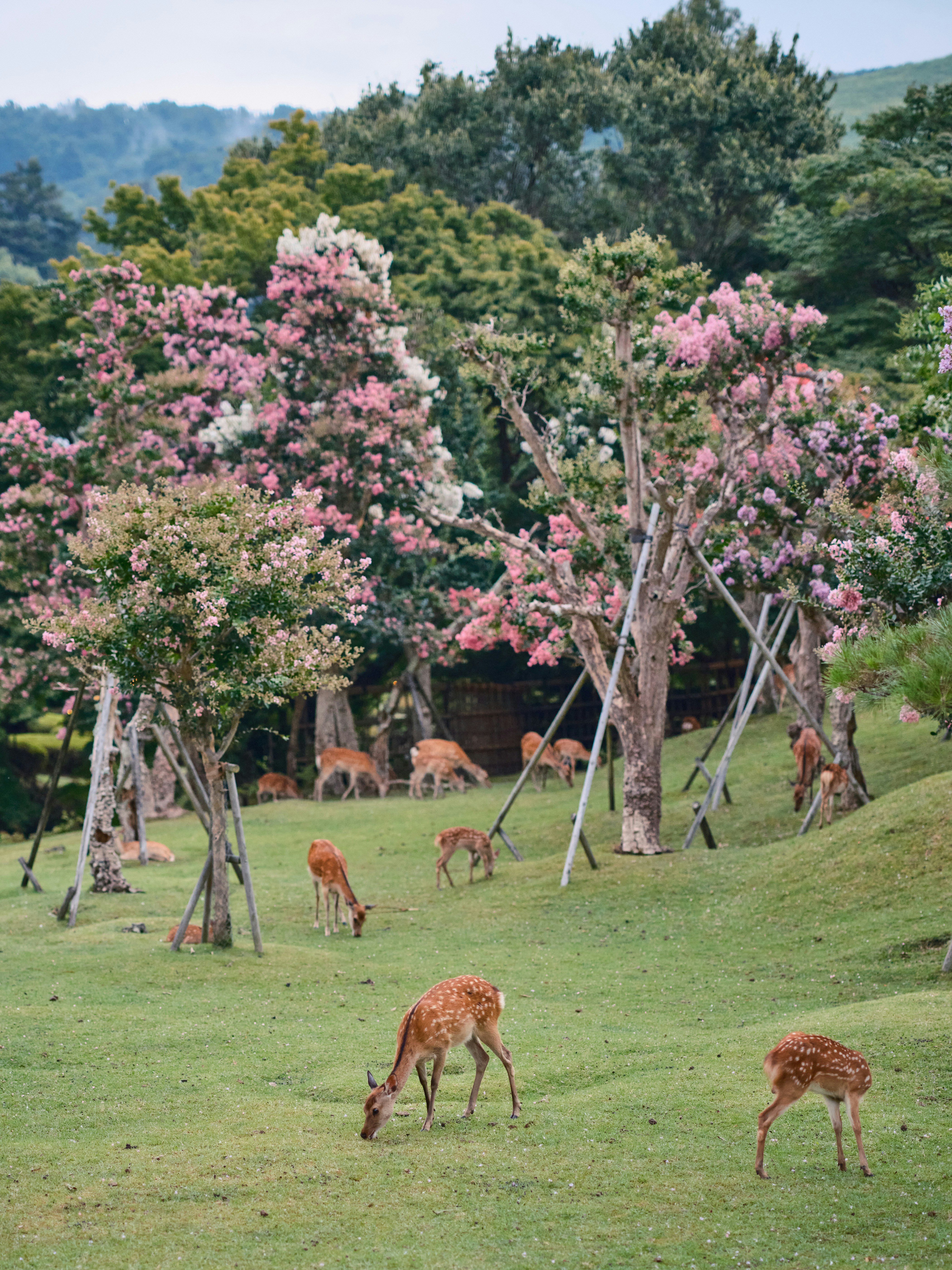 Fawns grazing peacefully in a lush green meadow surrounded by blooming pink trees. The tranquil scene captures the harmony of nature.