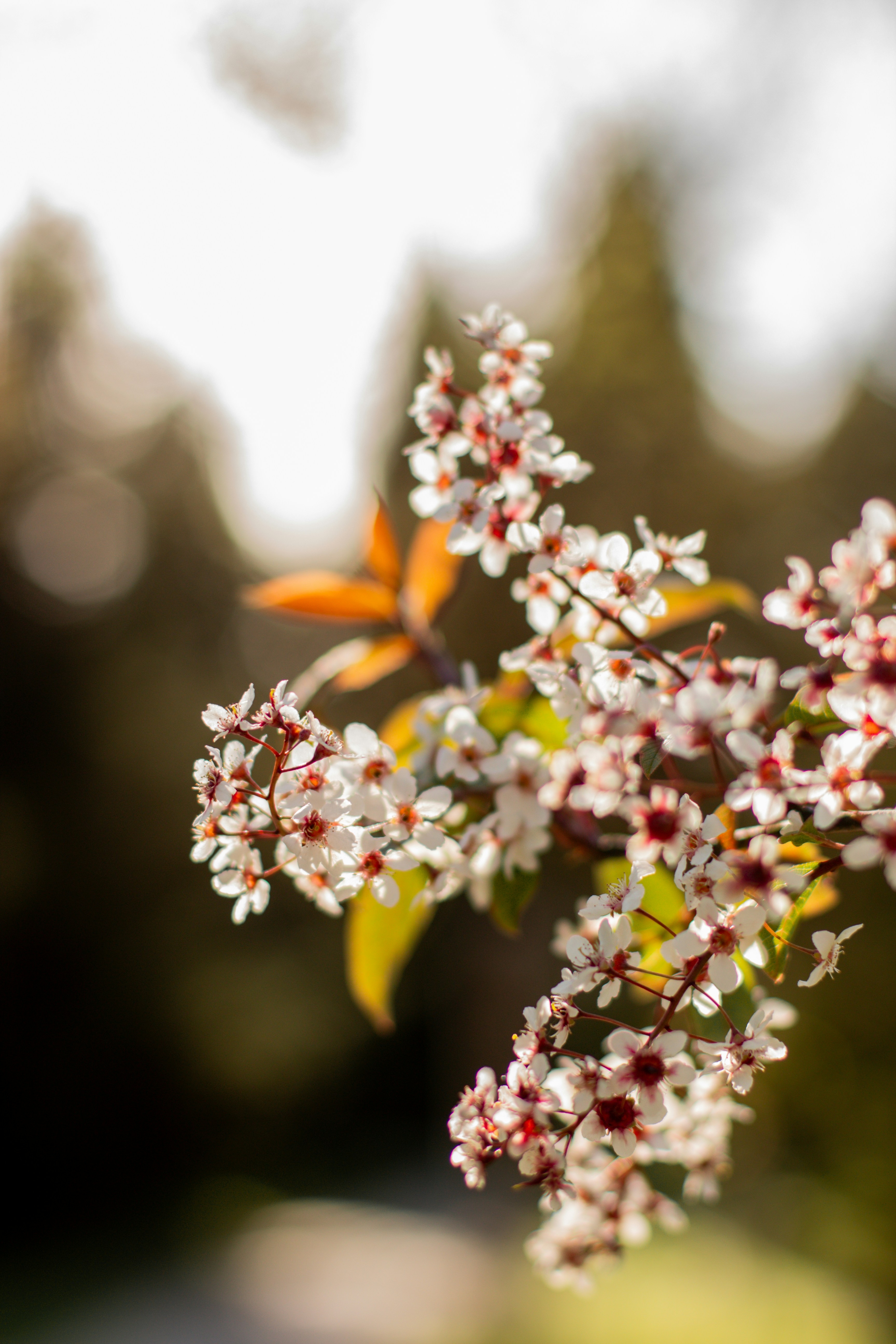 Blossoms in Soft Focus: A Sunlit Moment