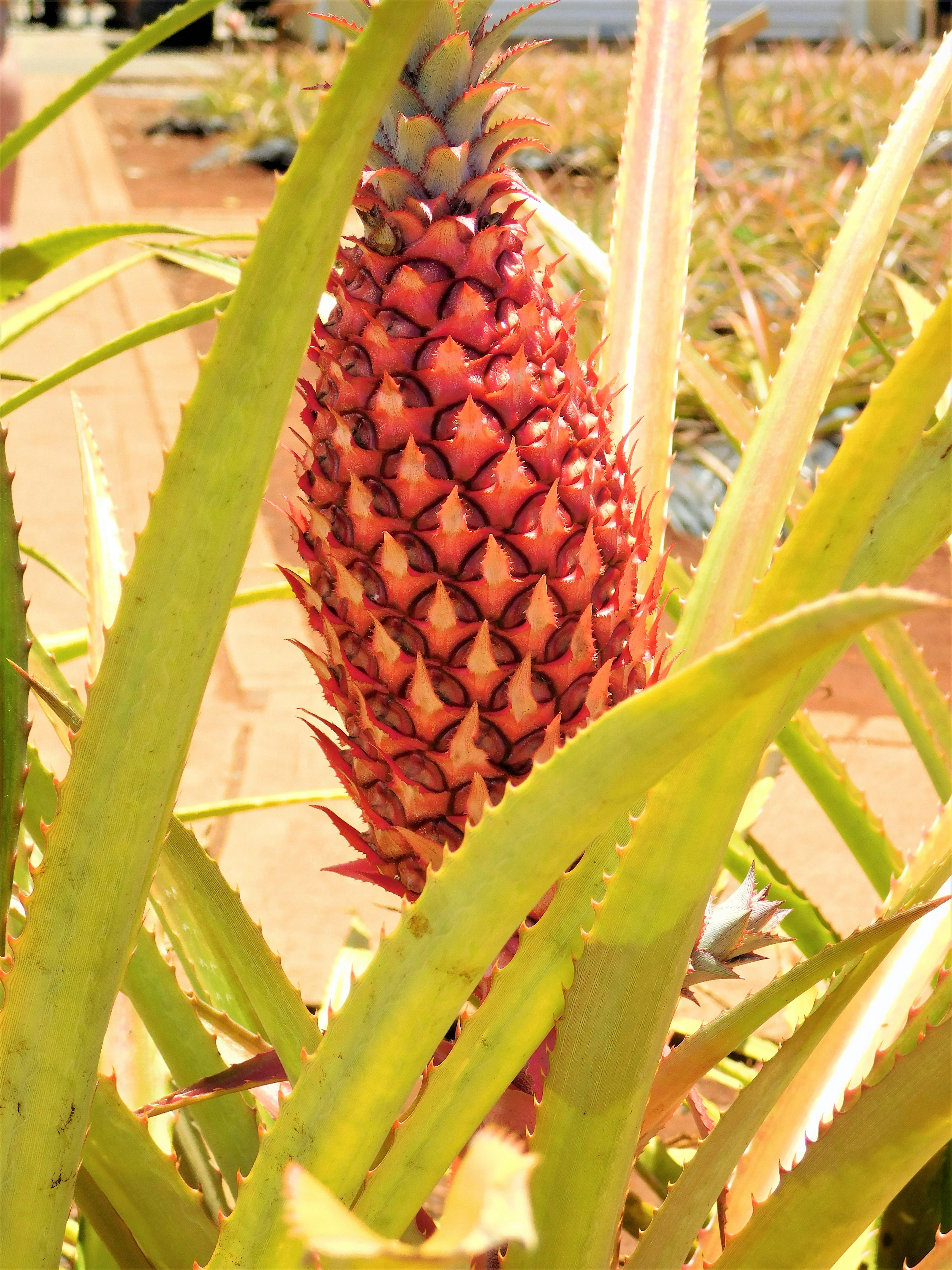 Close-up photograph of a pineapple surrounded by sunlit green leaves, highlighting the fruit's rugged, textured scales.