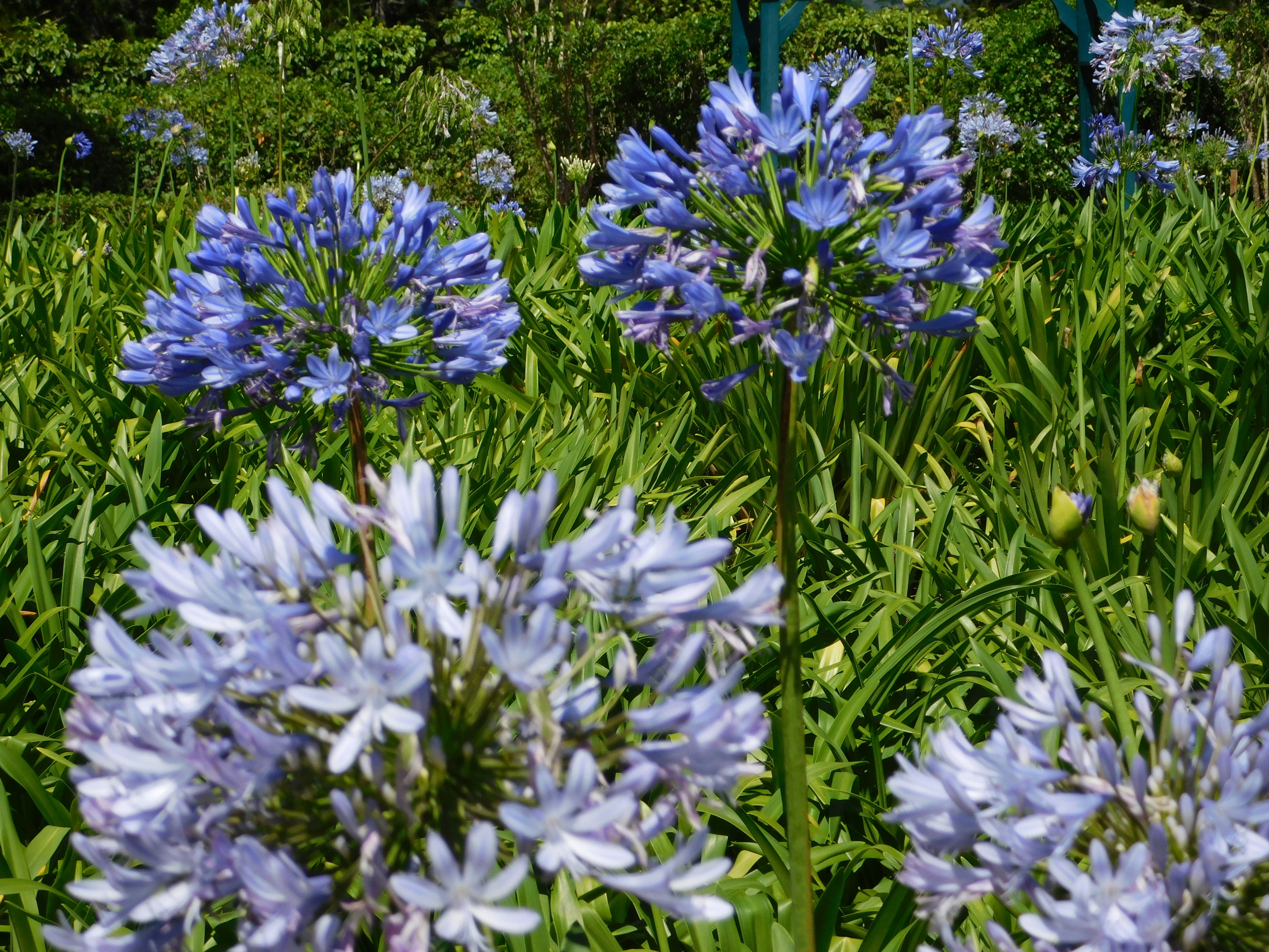 Blue hyacinths fill a sunlit meadow with lush green blades, standing out against a softly blurred background.