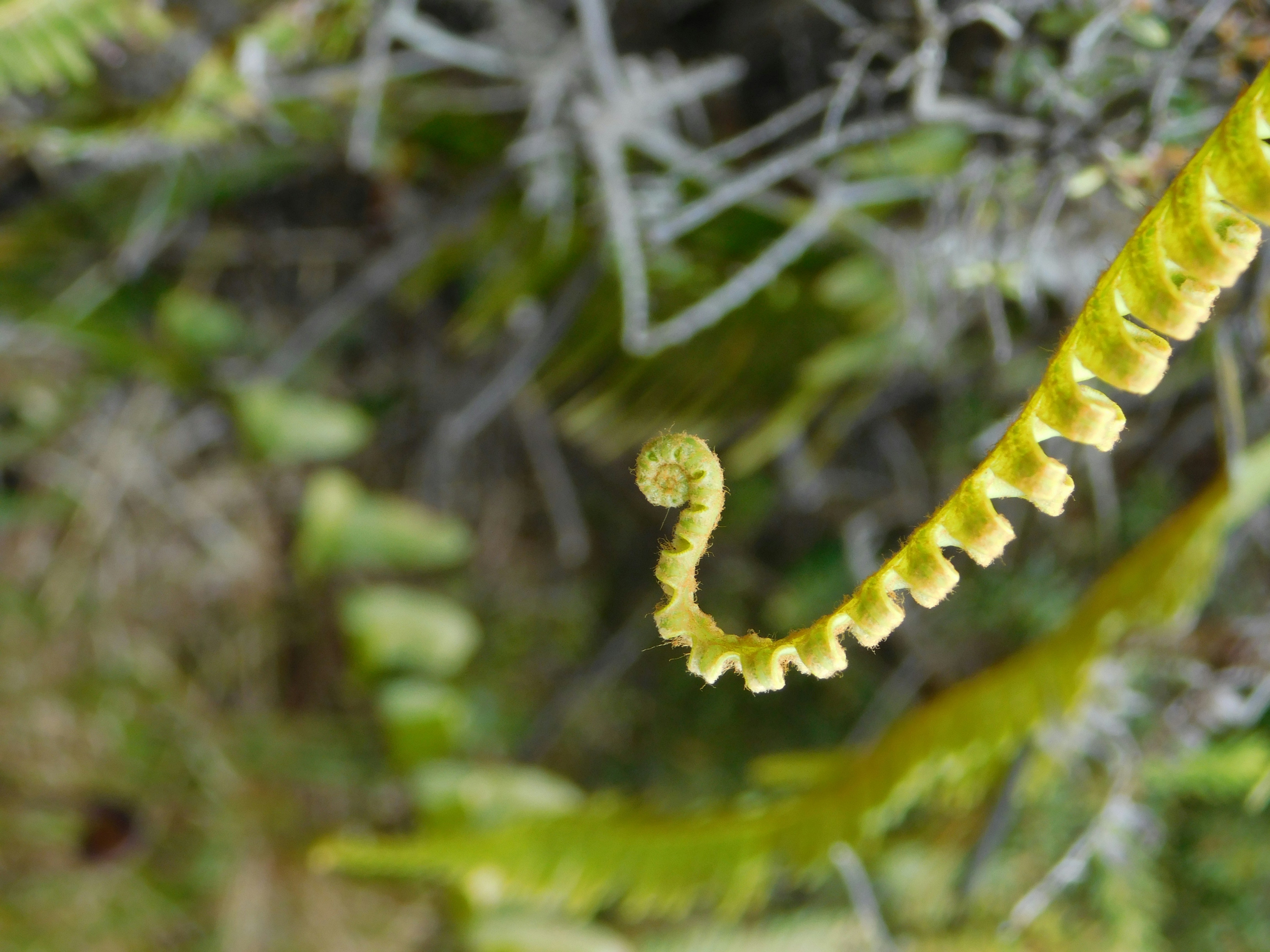 A close-up of a curled fern frond amidst a blurred backdrop of greenery, showcasing the delicate details of nature's design.