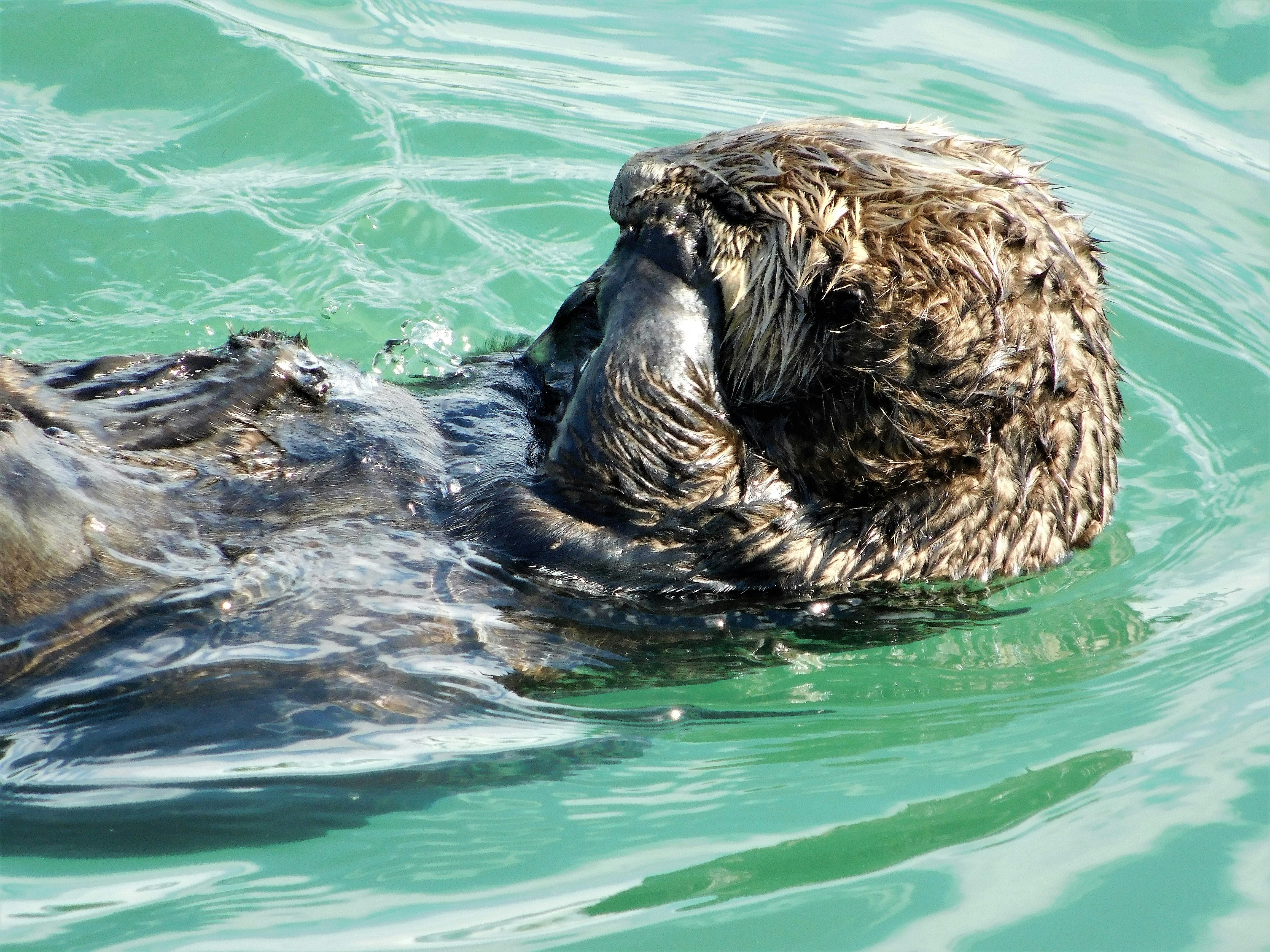 Nutria Marina Nadando