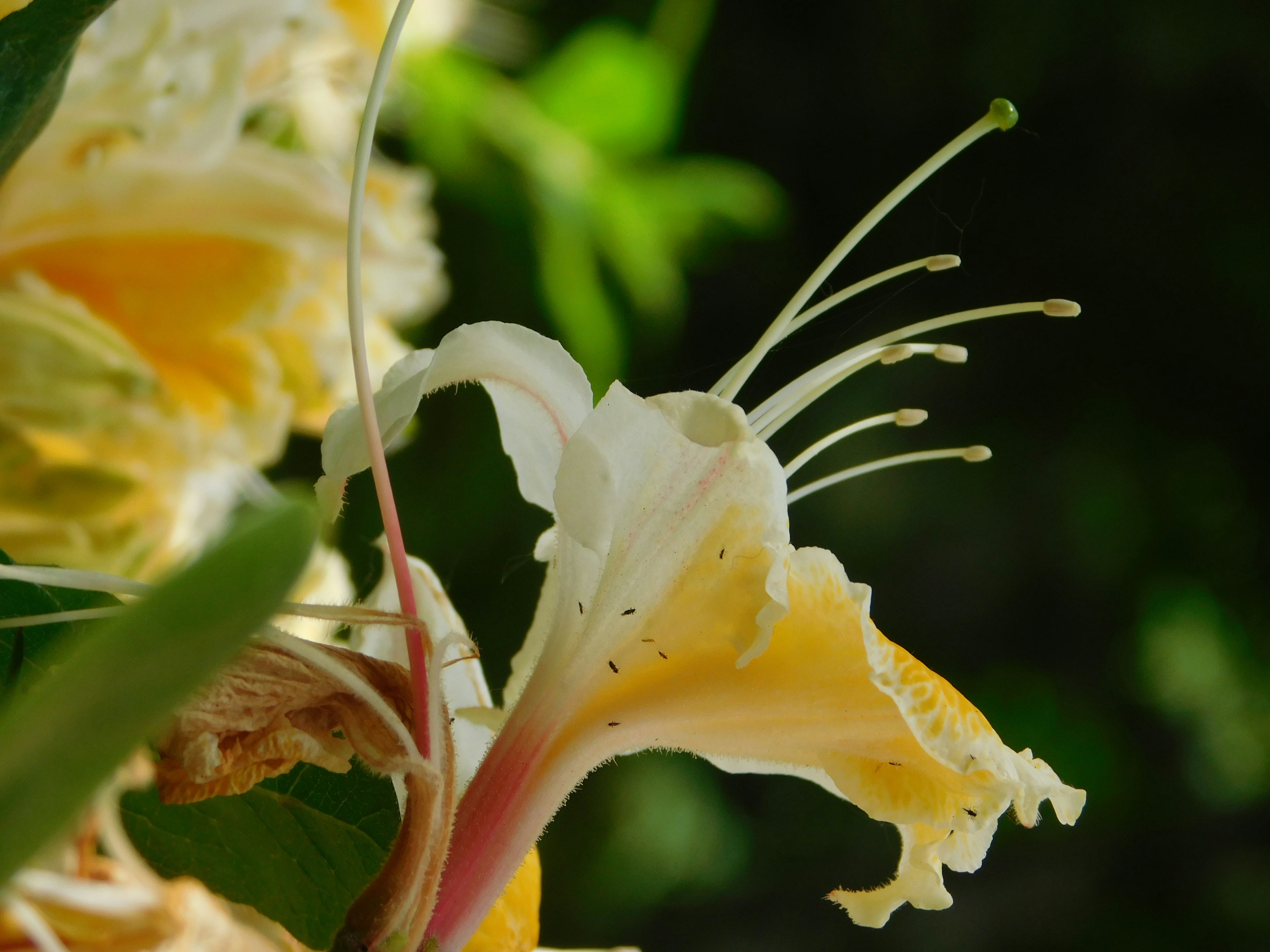Sunlit Blossom Symphony
