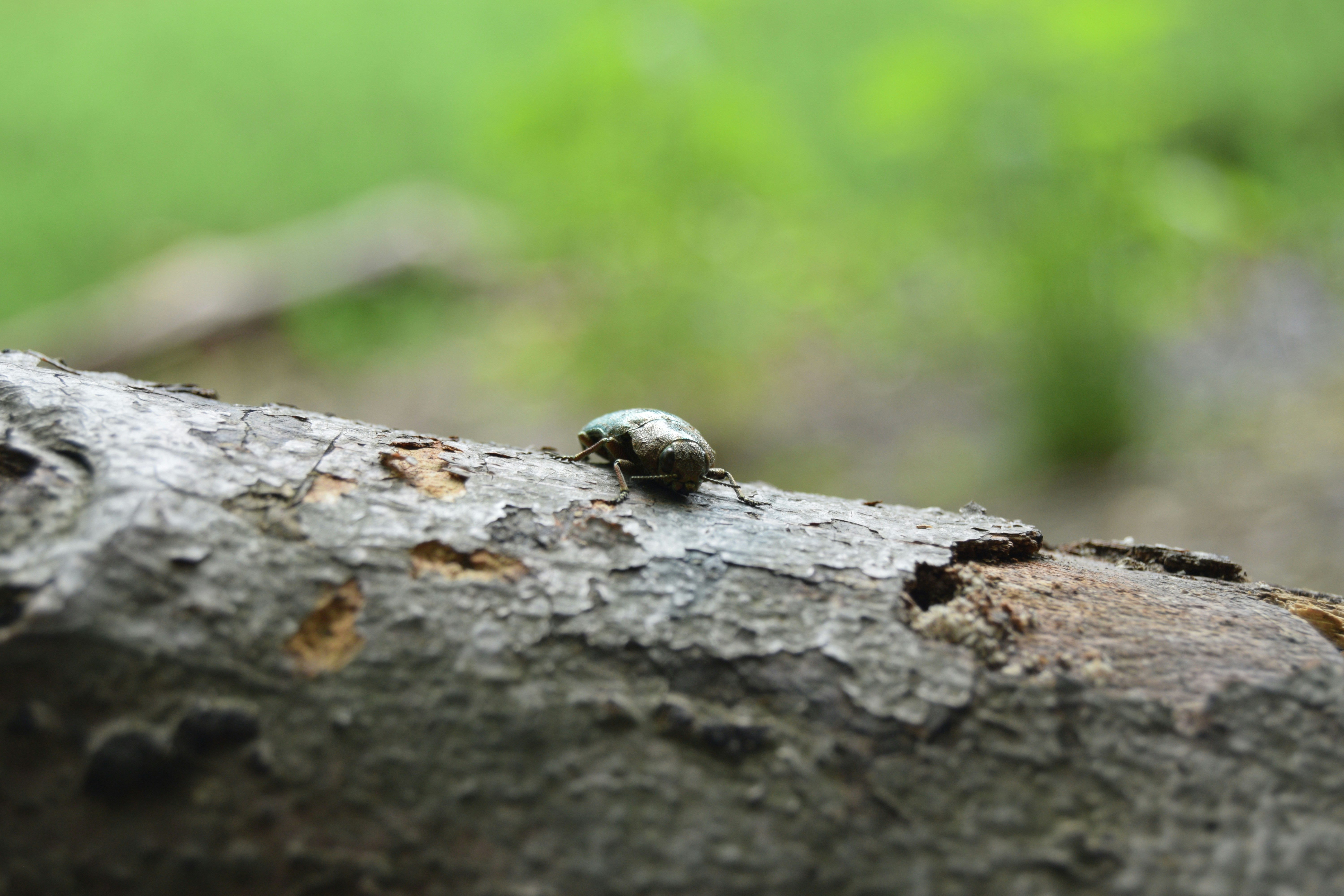 Photo by Efe Kekikciler with Nikon D3300