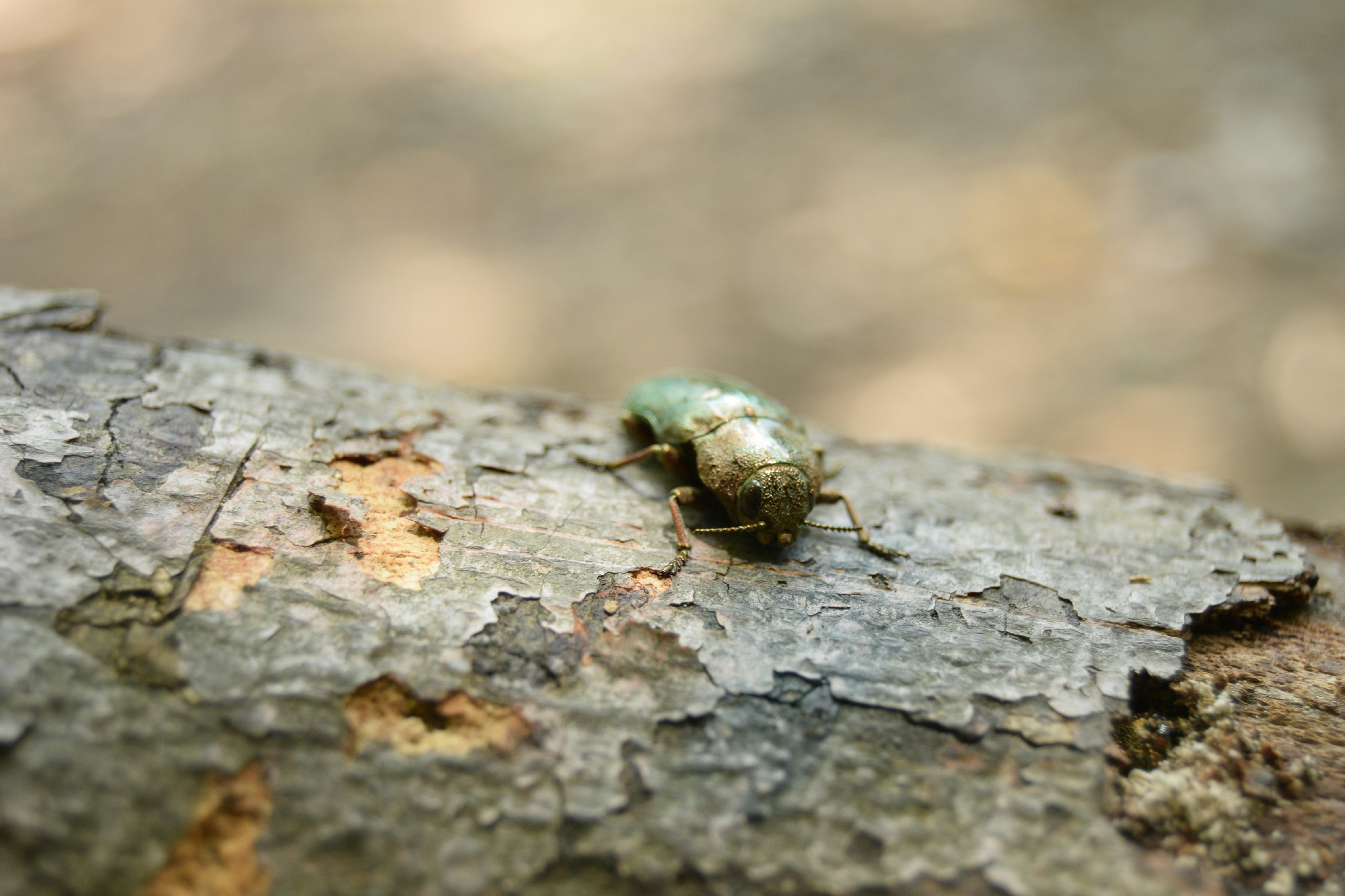 Emerald Beetle on Weathered Bark: A Macro Portrait of Texture
