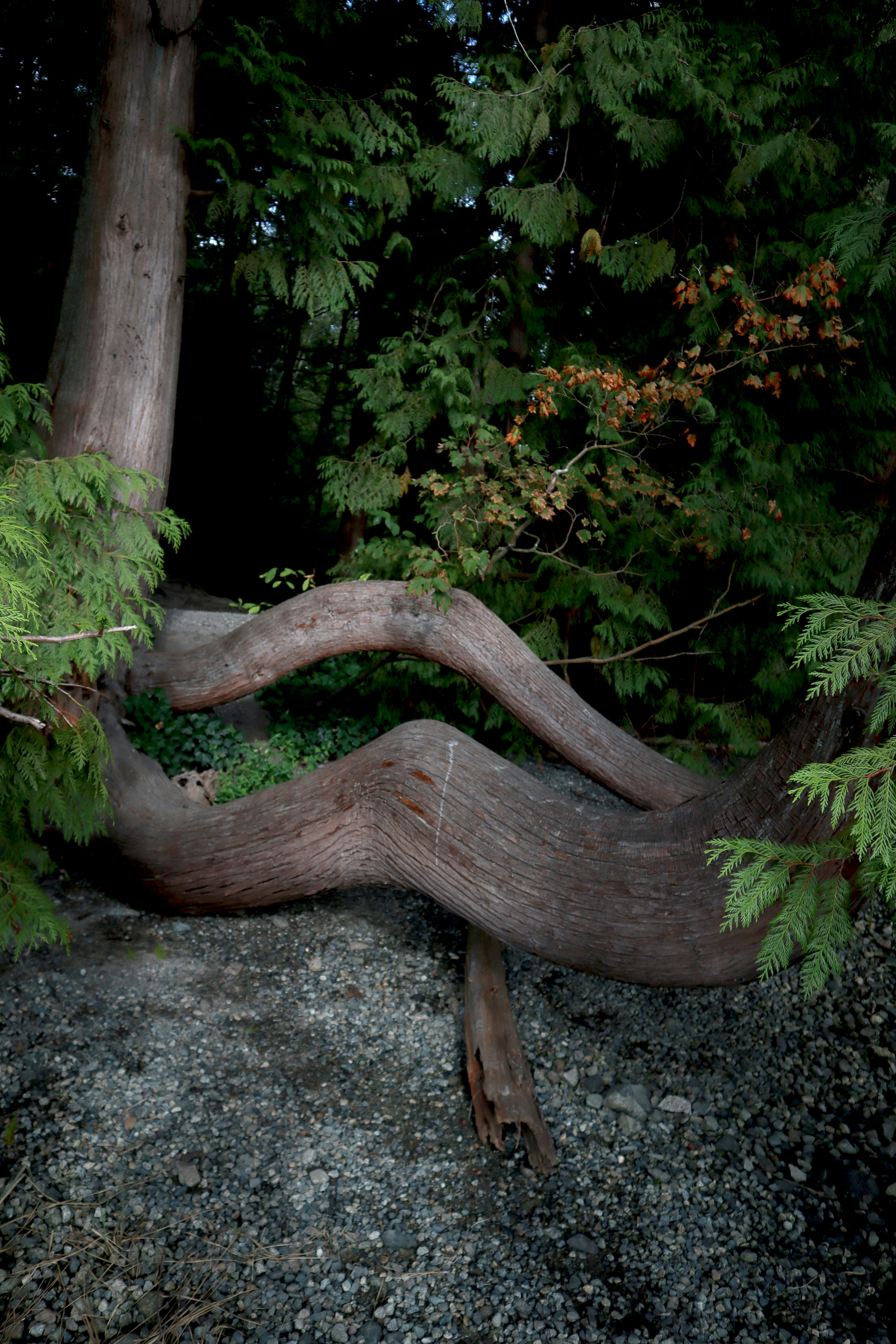 A tree that is growing out of a rock photo – Free Tree Image on Unsplash