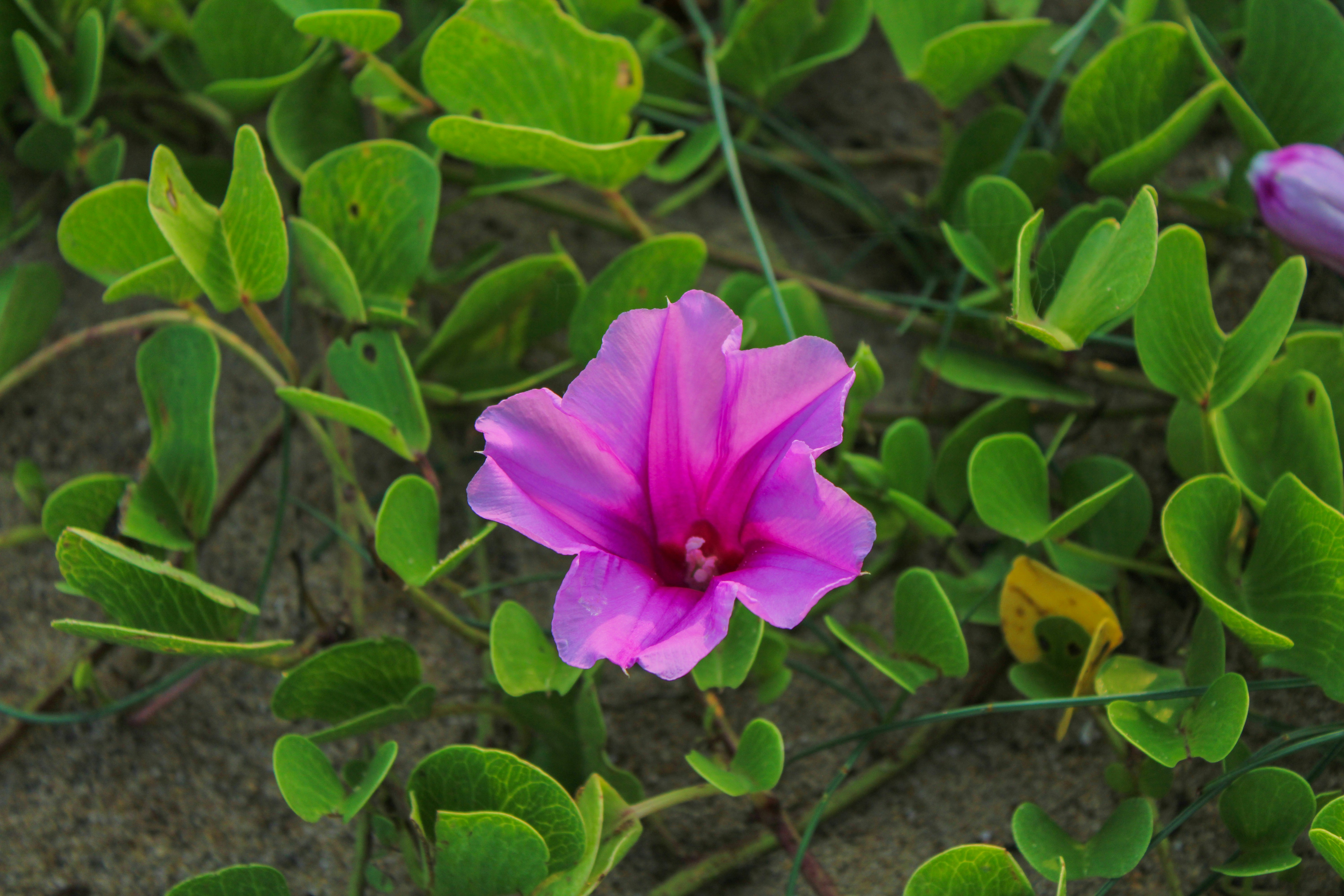 Pink petunia blooms amid emerald groundcover