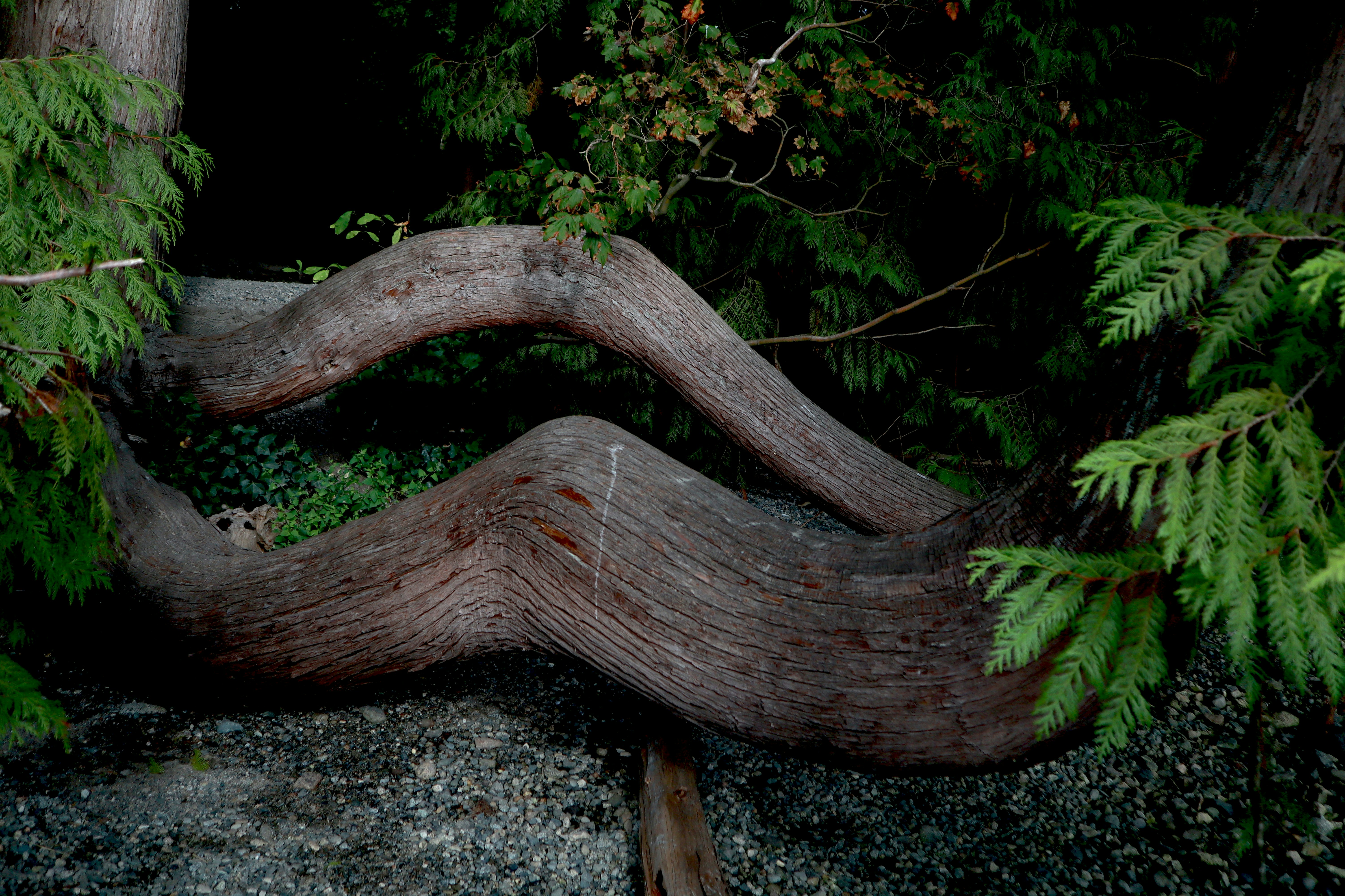 Sinuous Timber Ground Sculpture in Twin Curves