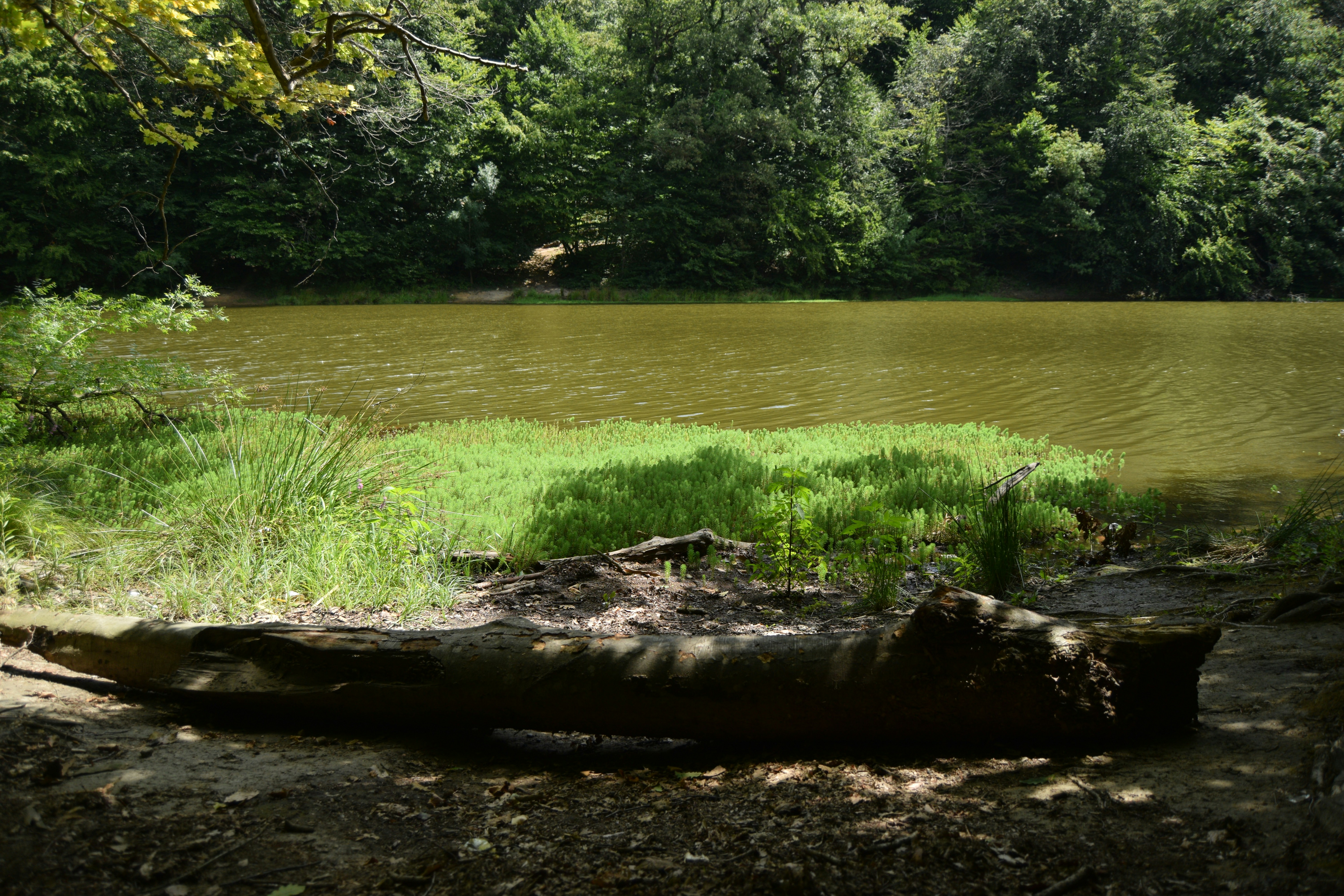 A large log sitting on the side of a river photo – Free Forest Image on ...