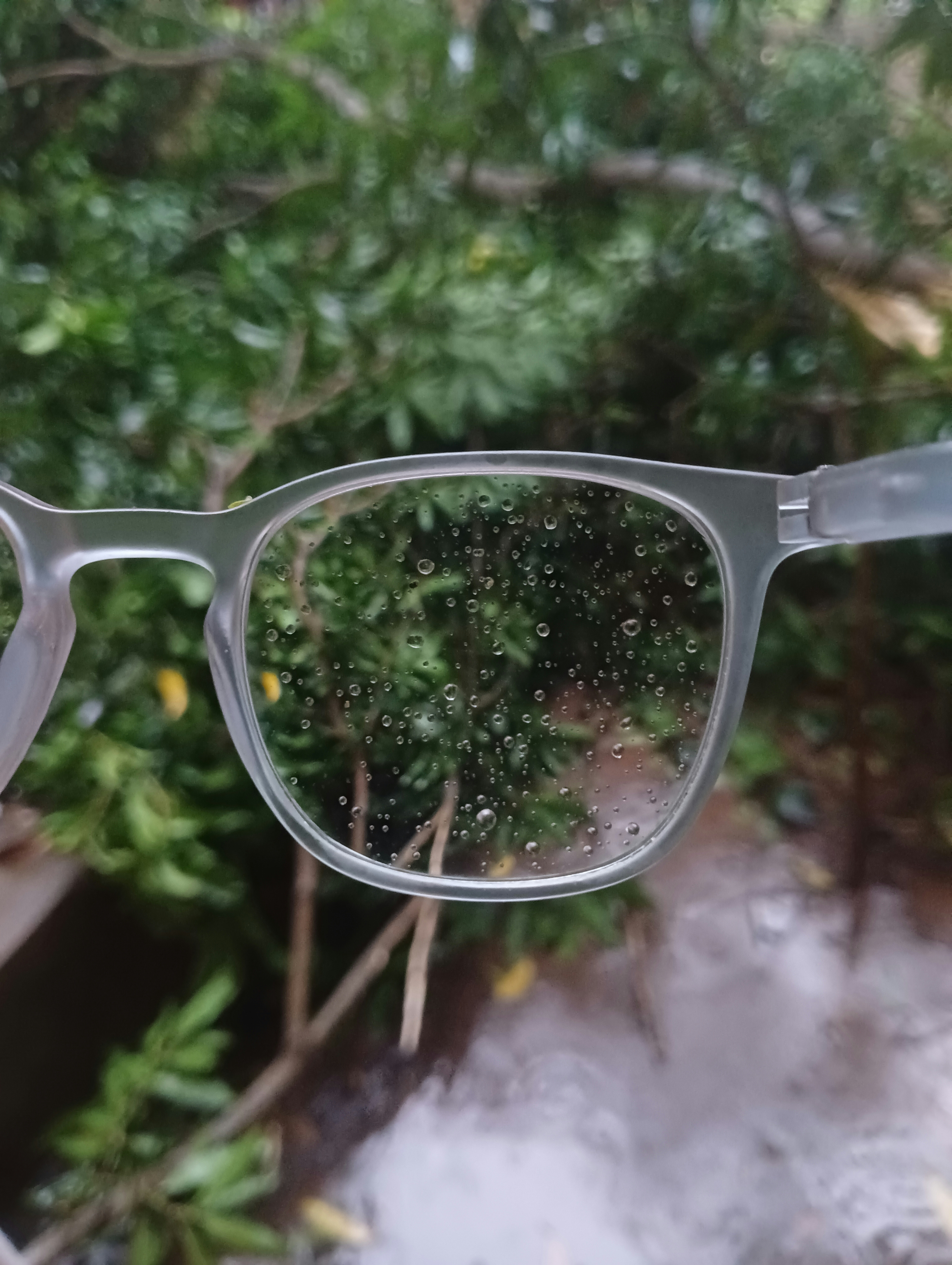 Rain-kissed Lenses: Droplets Framing a Quiet Garden