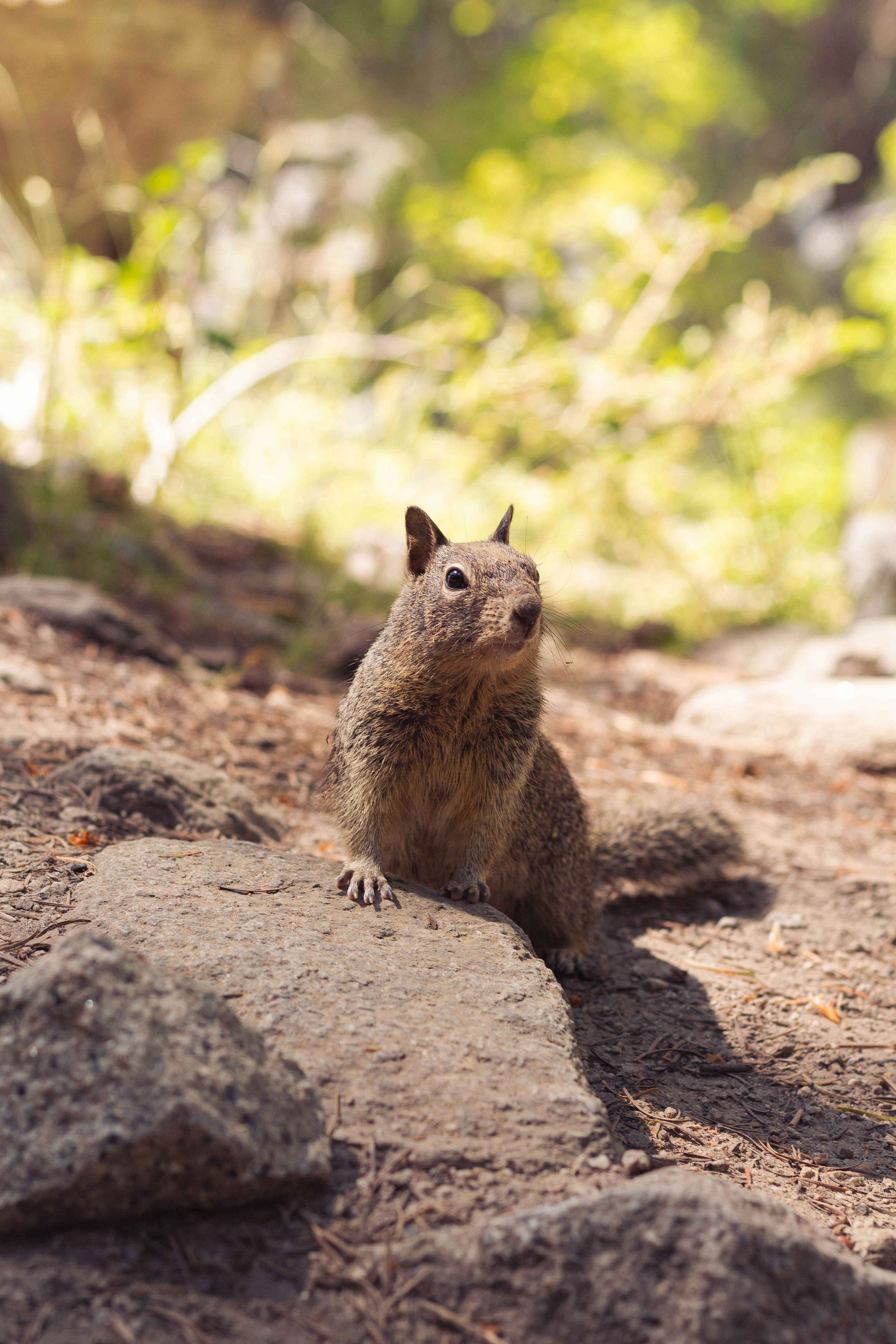 Curious Squirrel Perches on a Sun-Warmed Rock in a Forest Clearing